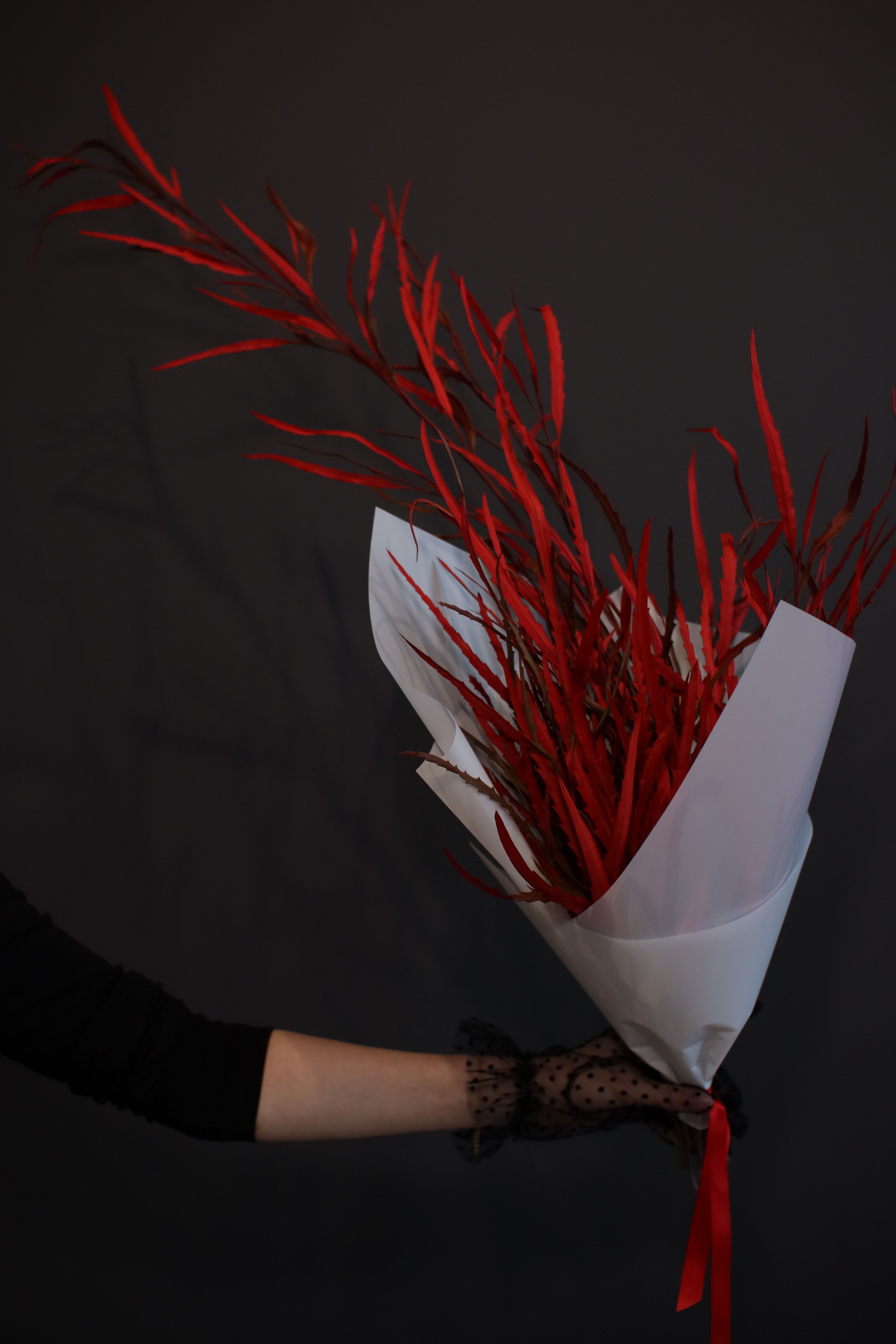 Plant Wrapped in White Paper · Free Stock Photo
