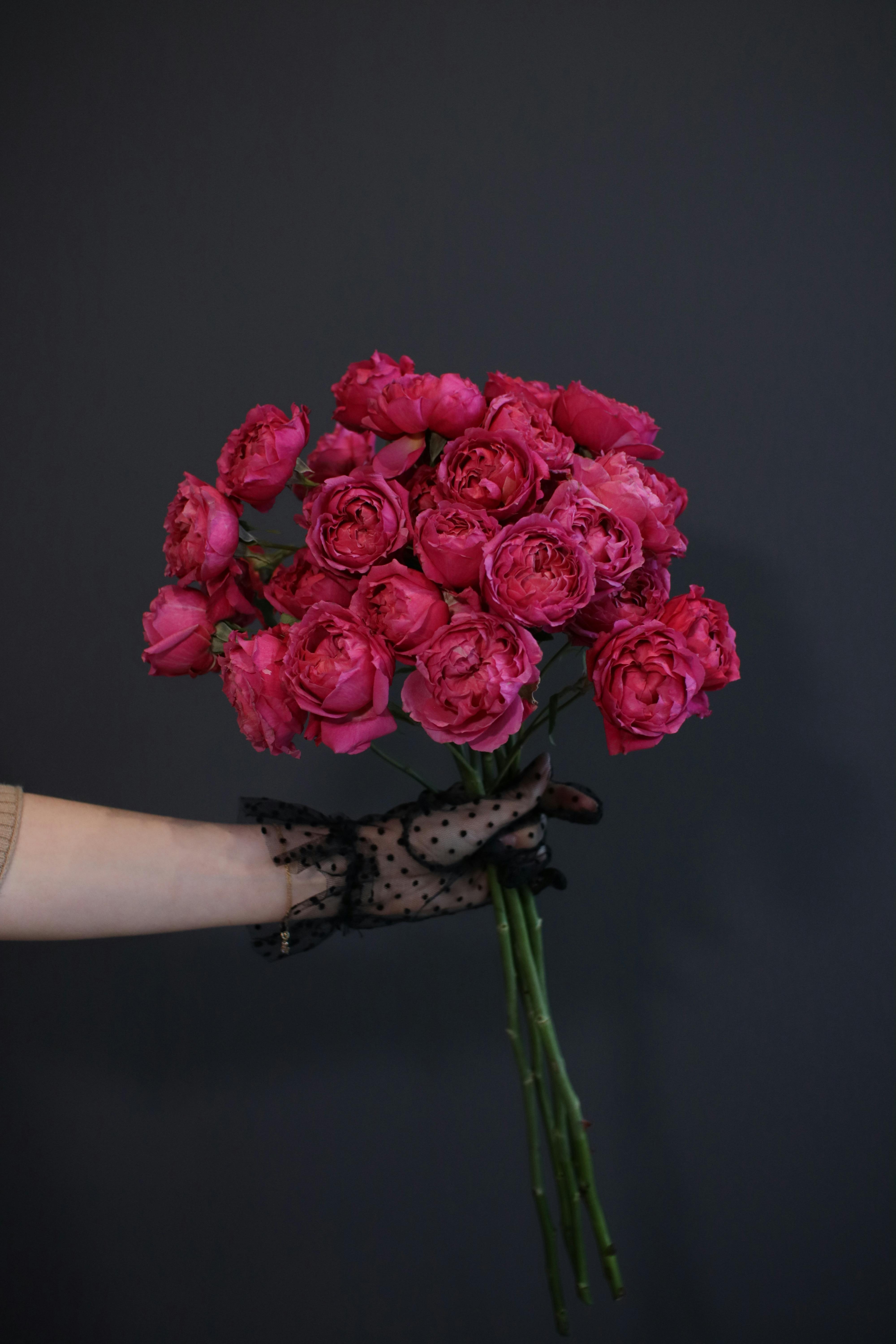 Person Holding a Red Rose · Free Stock Photo