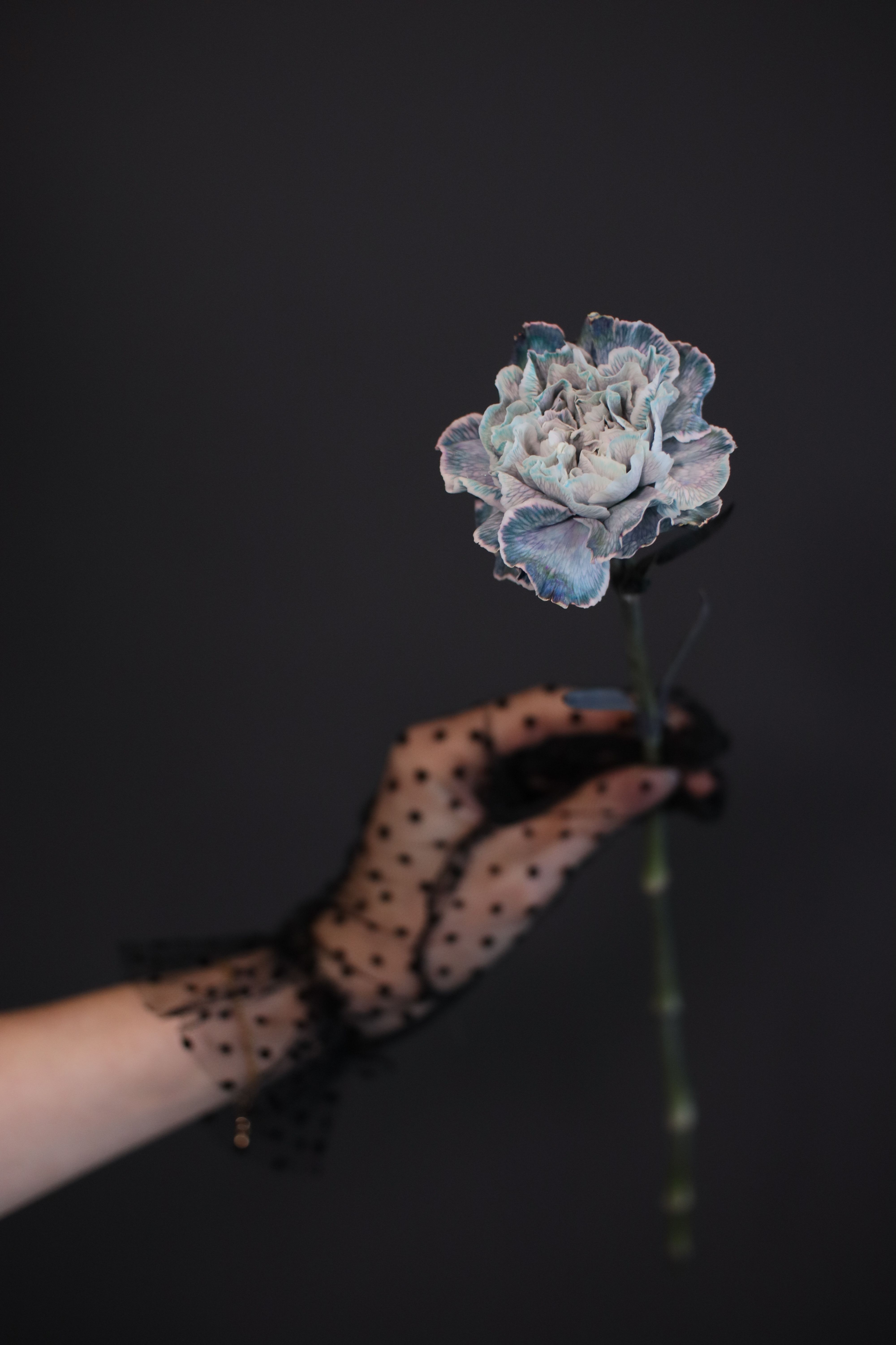 3D Scan of a Flower on a Black Background · Free Stock Photo