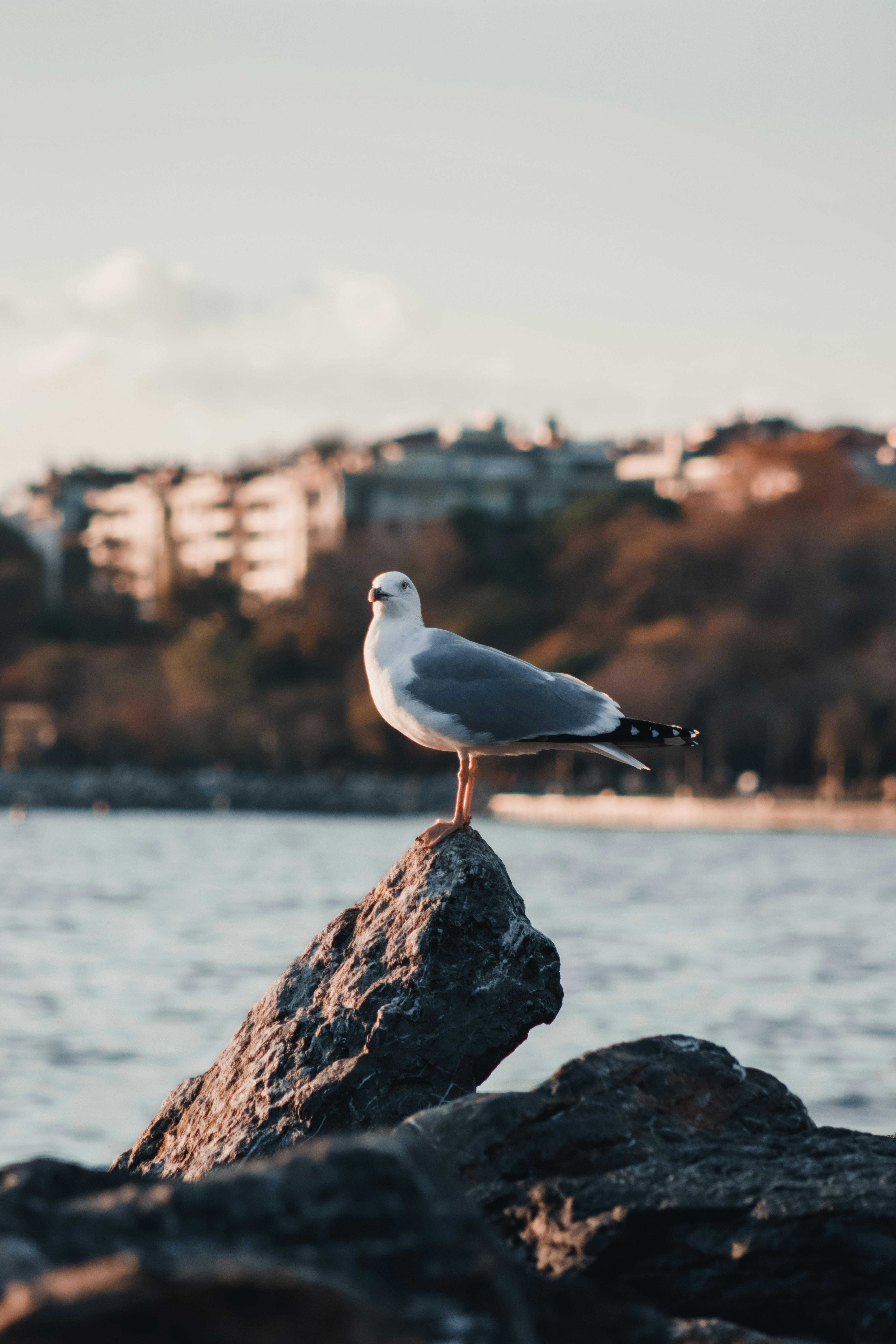 Seagull Standing in Pipe · Free Stock Photo