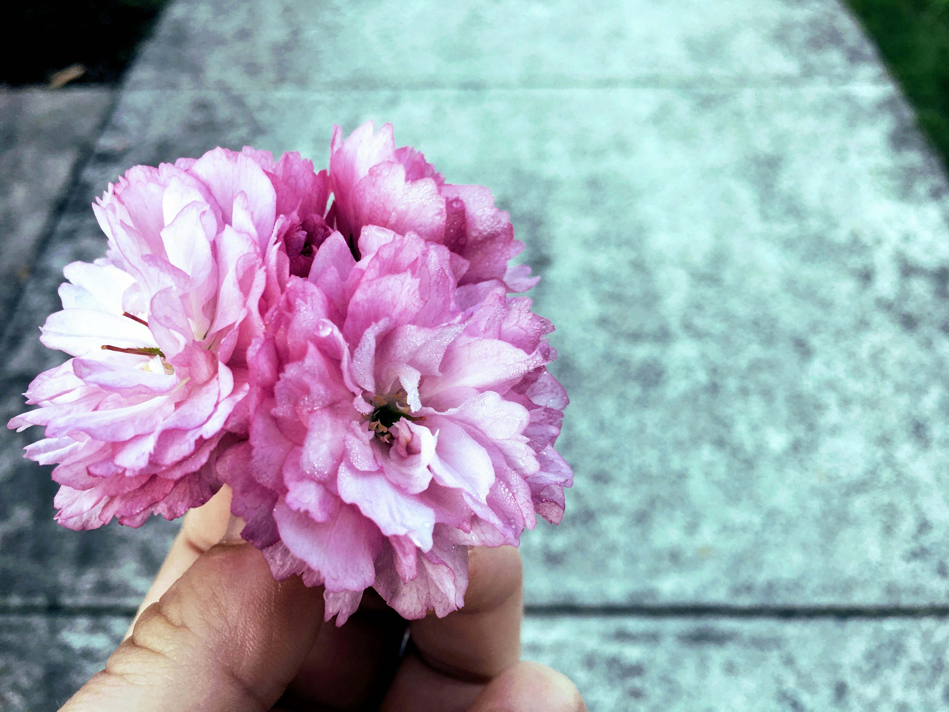 Pink Petal Flower · Free Stock Photo