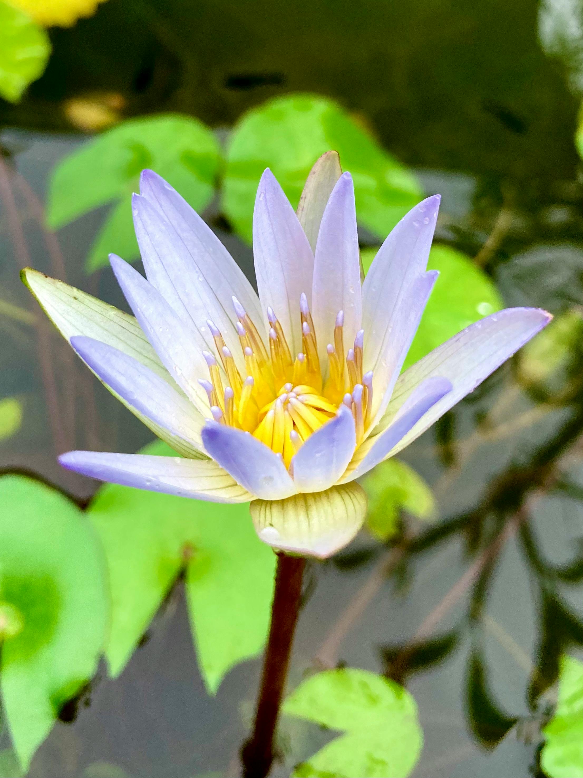 Close-Up Shot of a Blooming Lotus Flower · Free Stock Photo