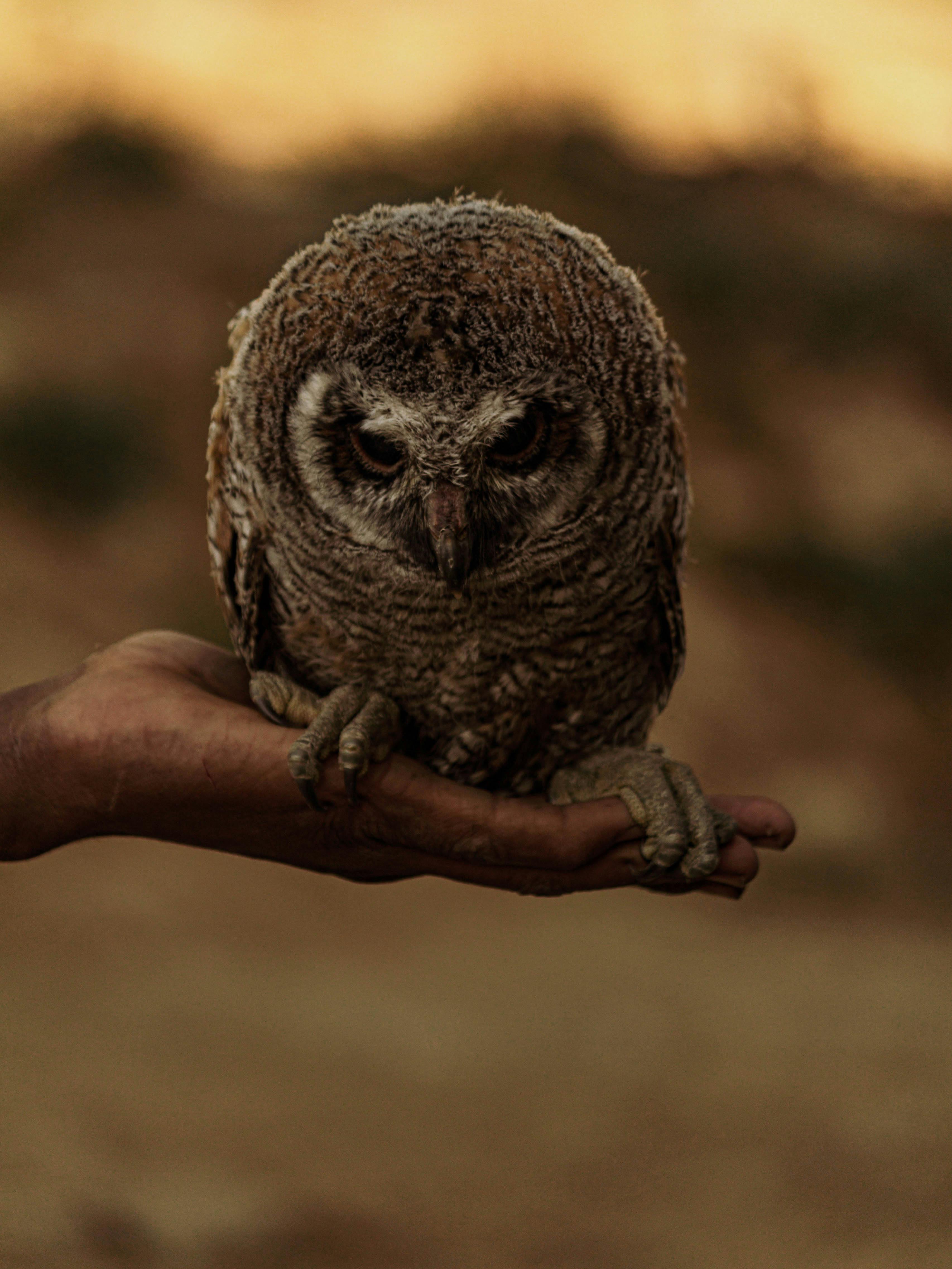 Hand Holding Small Owl · Free Stock Photo