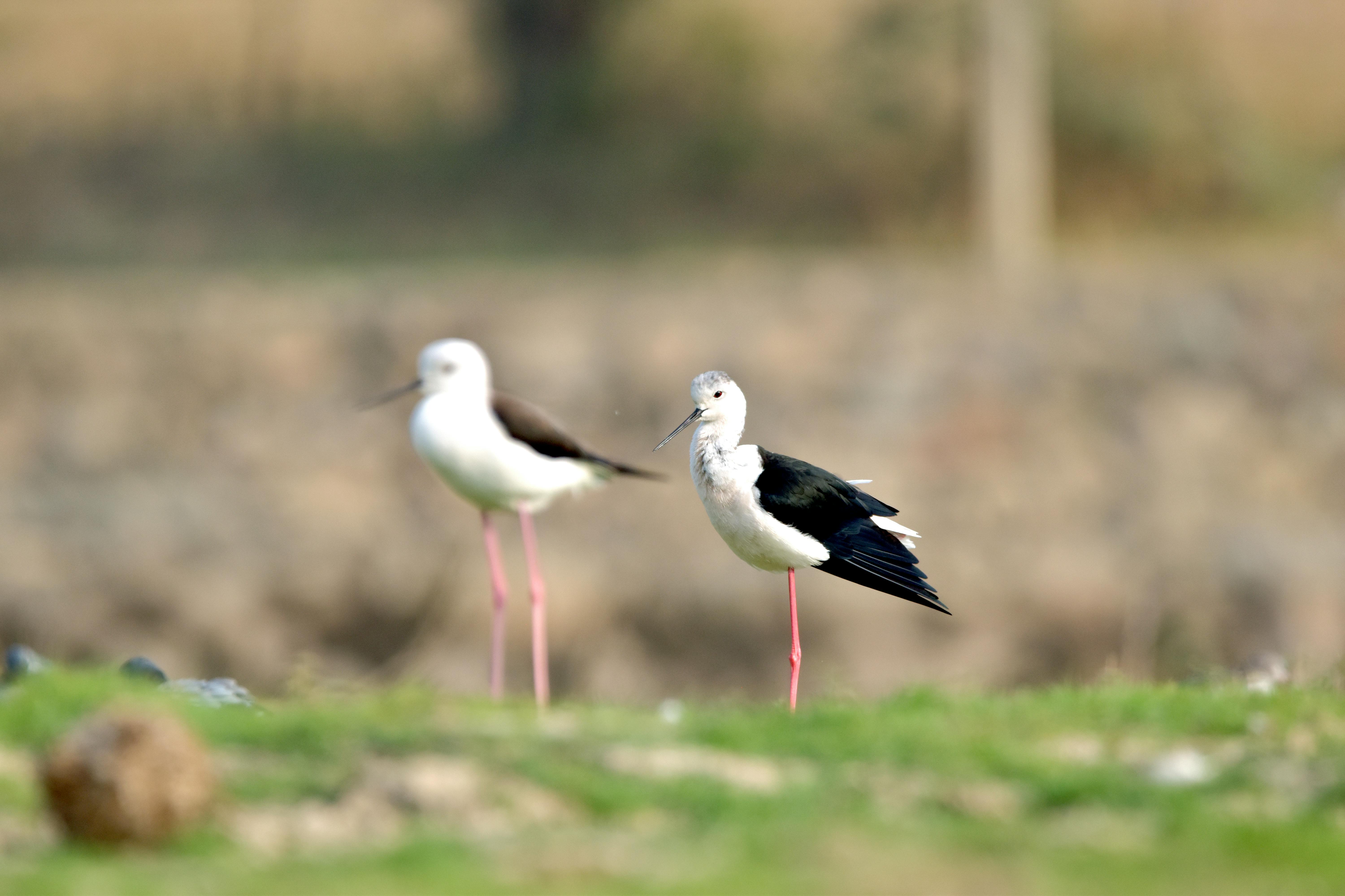 Netter Stilt Photos, Download The BEST Free Netter Stilt Stock Photos ...