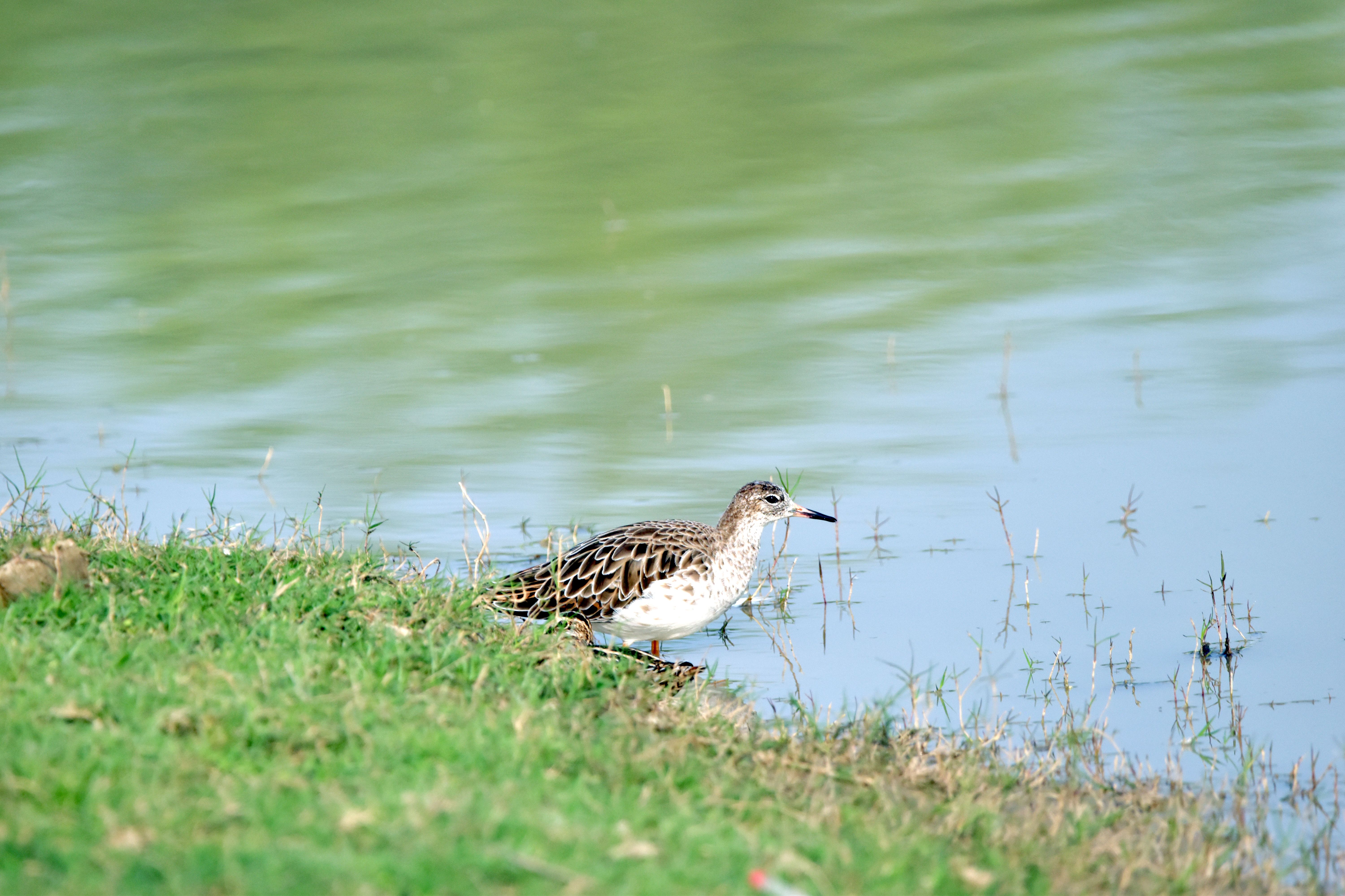 A Bird by a Lake · Free Stock Photo