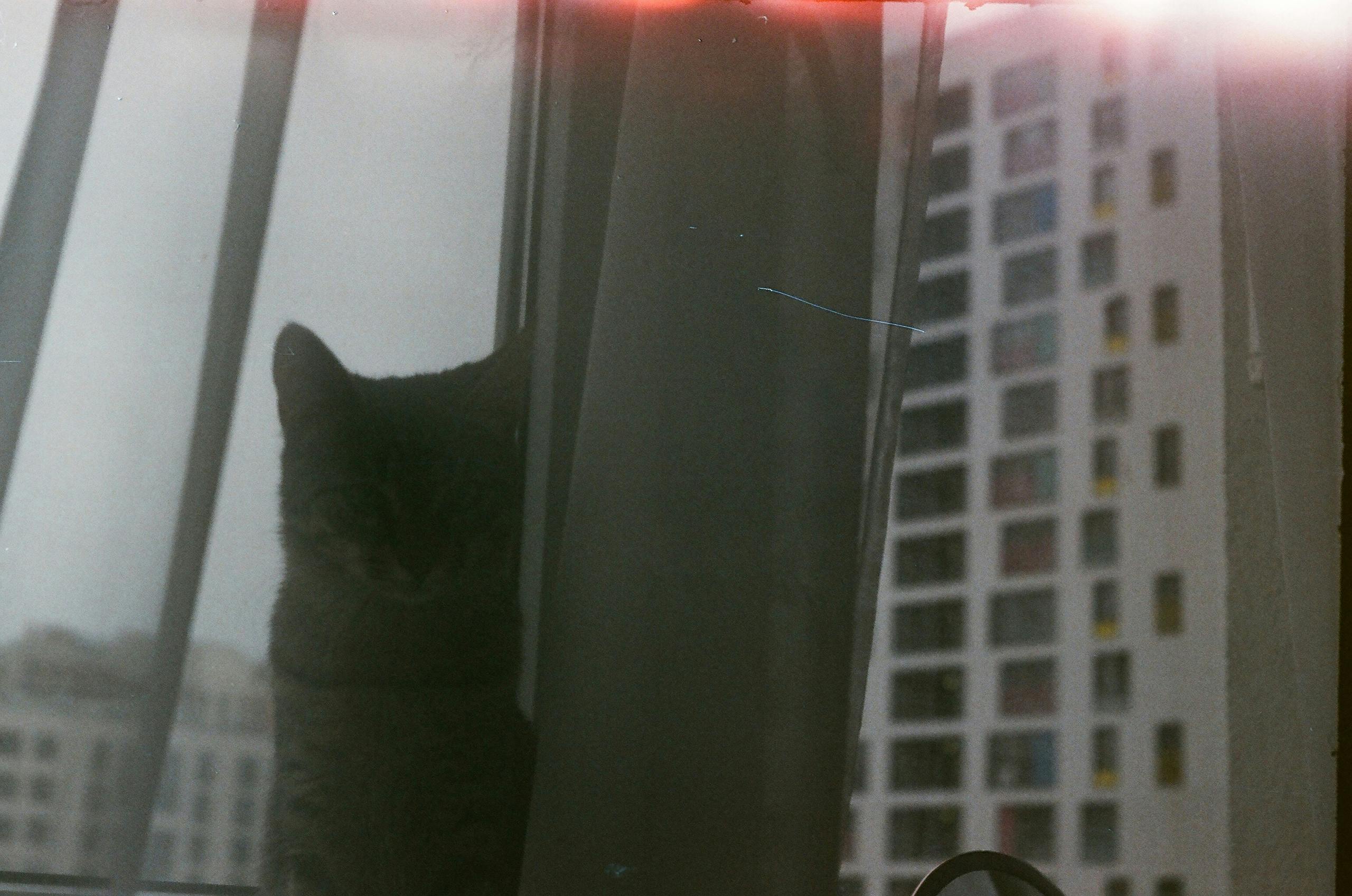 Cat Leaking Photos, Download The BEST Free Cat Leaking Stock Photos ...