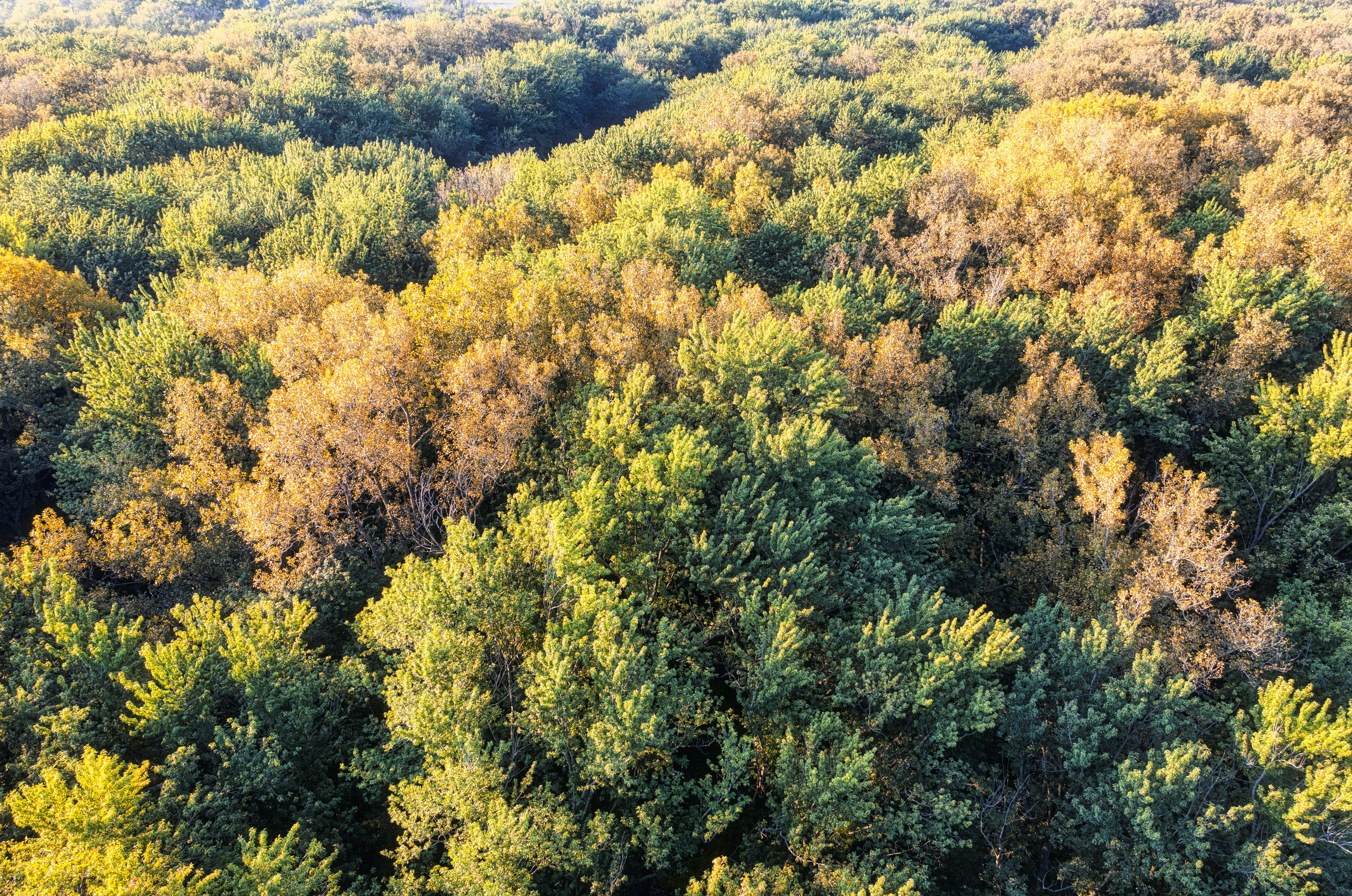 High-angle Photography of Trees · Free Stock Photo