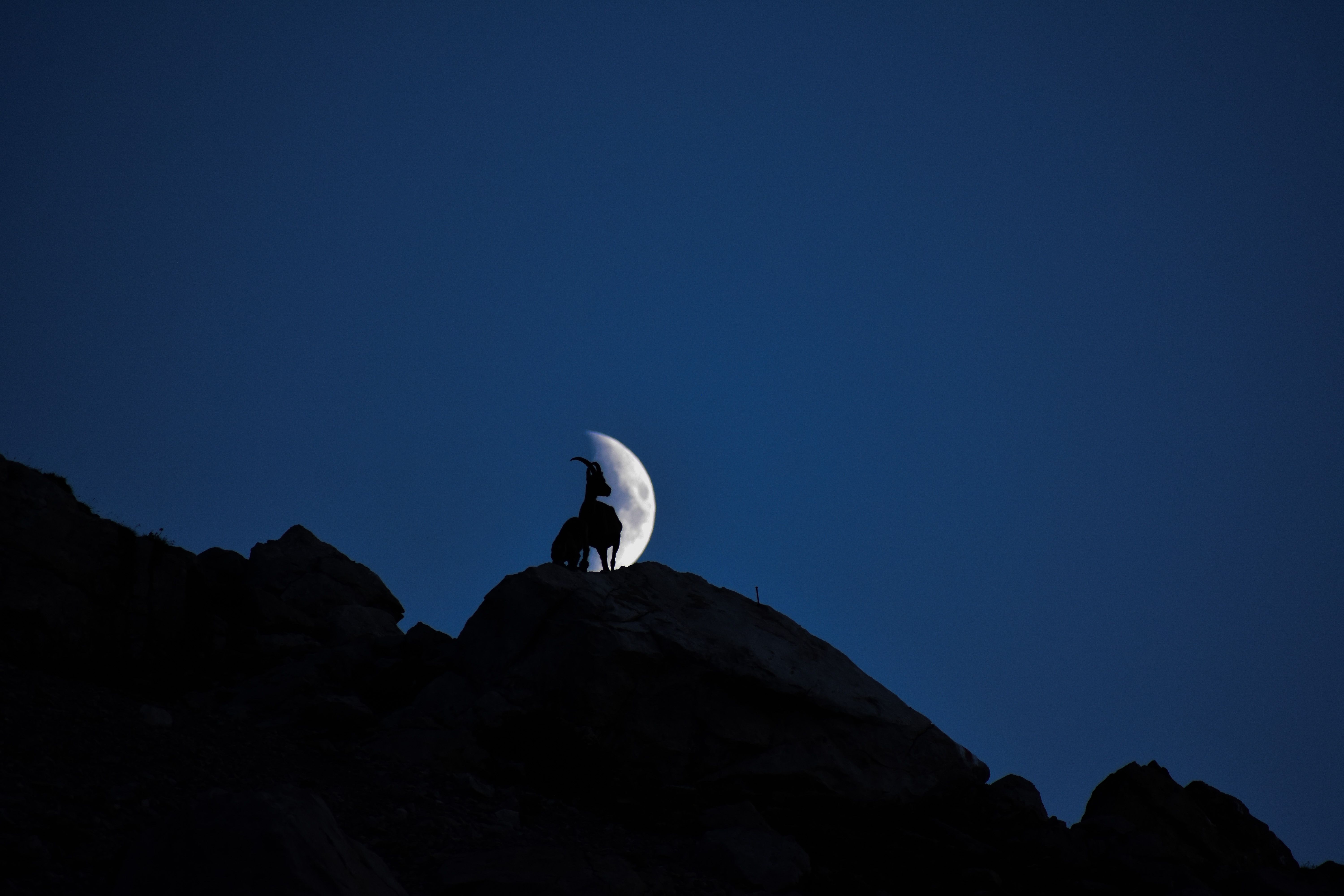 Goat At Night Photos, Download The BEST Free Goat At Night Stock Photos ...