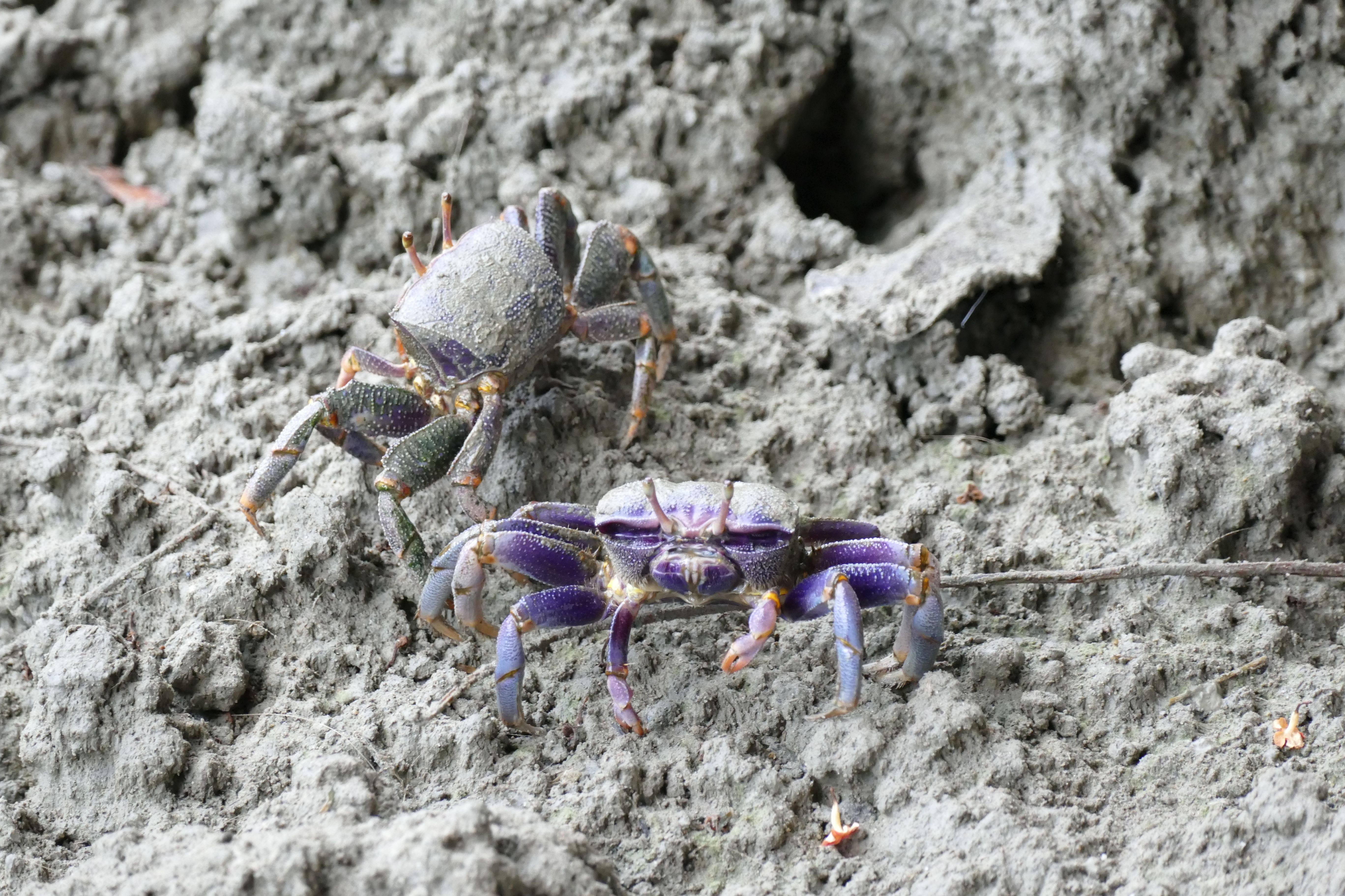 Fiddler Crabs Photos, Download The BEST Free Fiddler Crabs Stock Photos ...