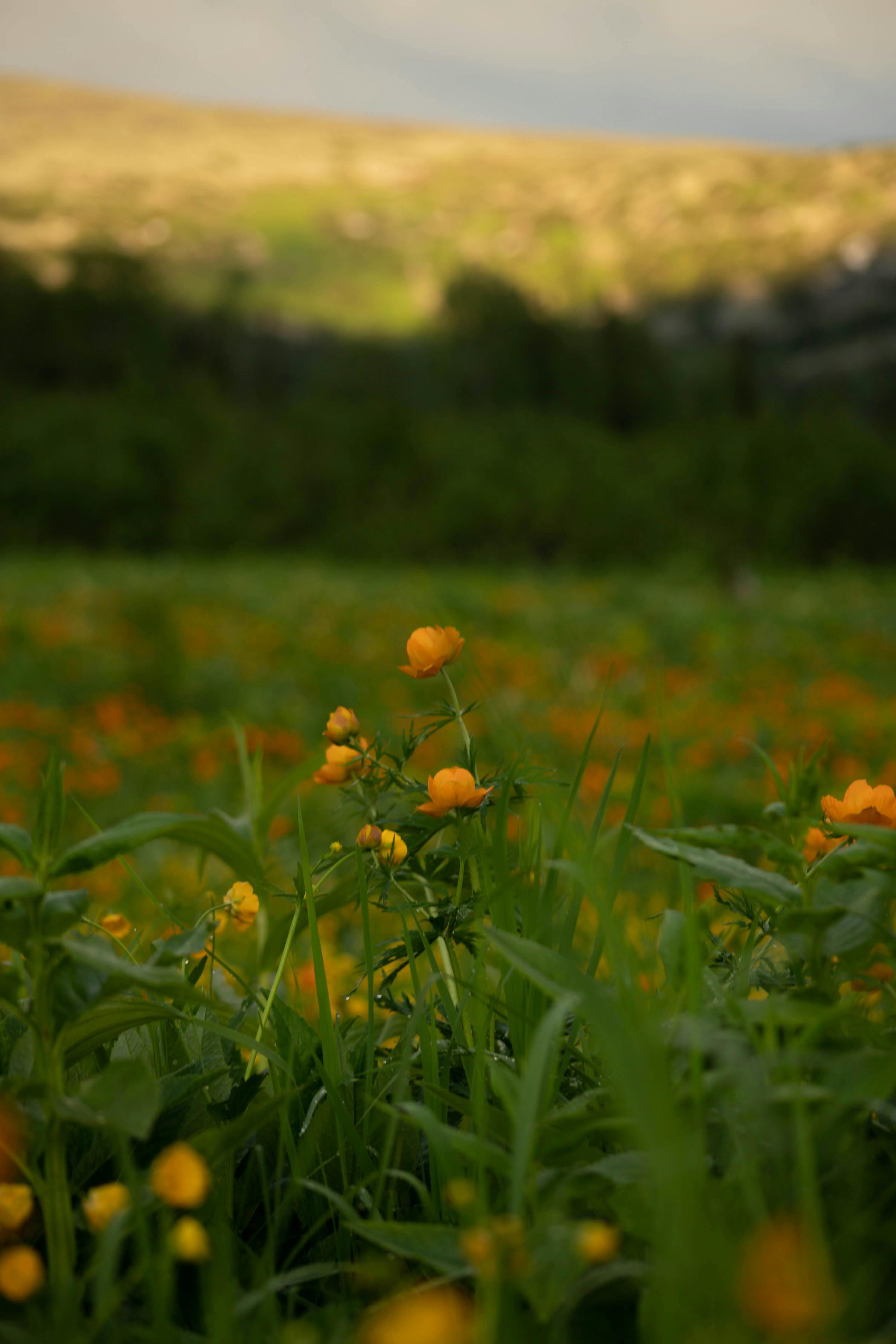 Macro Photo of Orange Flowers · Free Stock Photo