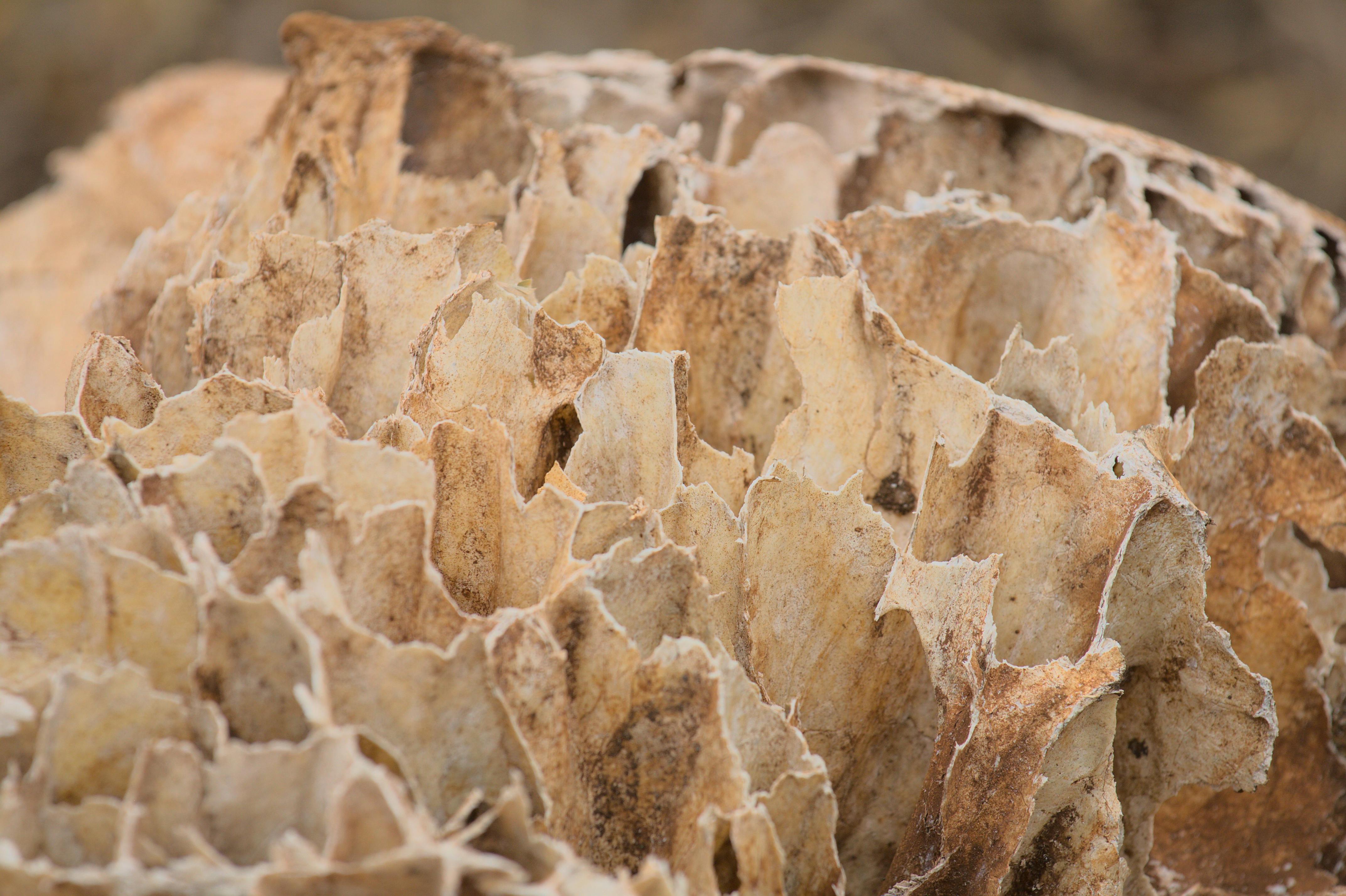 Dried Bones on the Table · Free Stock Photo