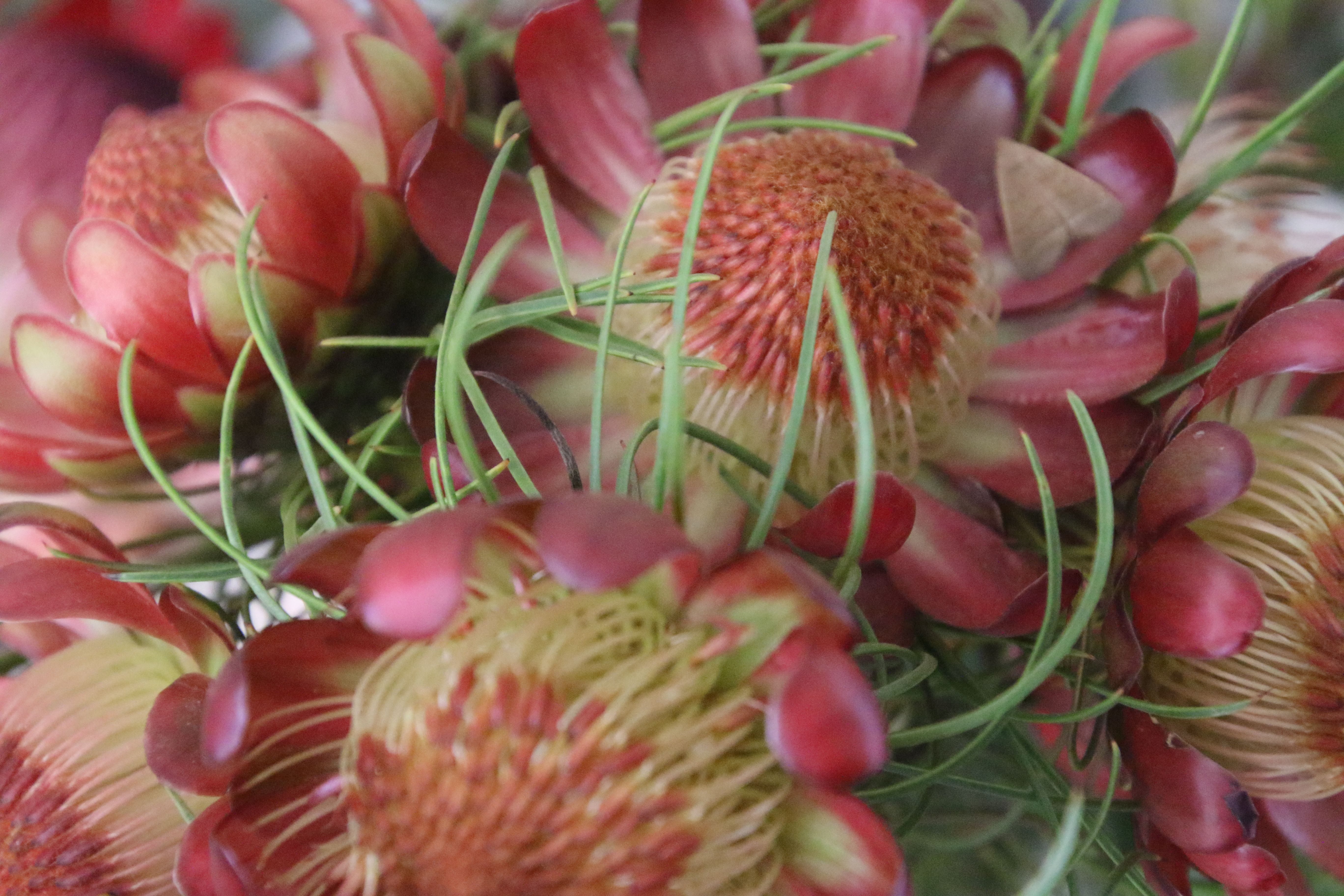 Closeup Photography of Red-and-yellow Protea Flowers · Free Stock Photo