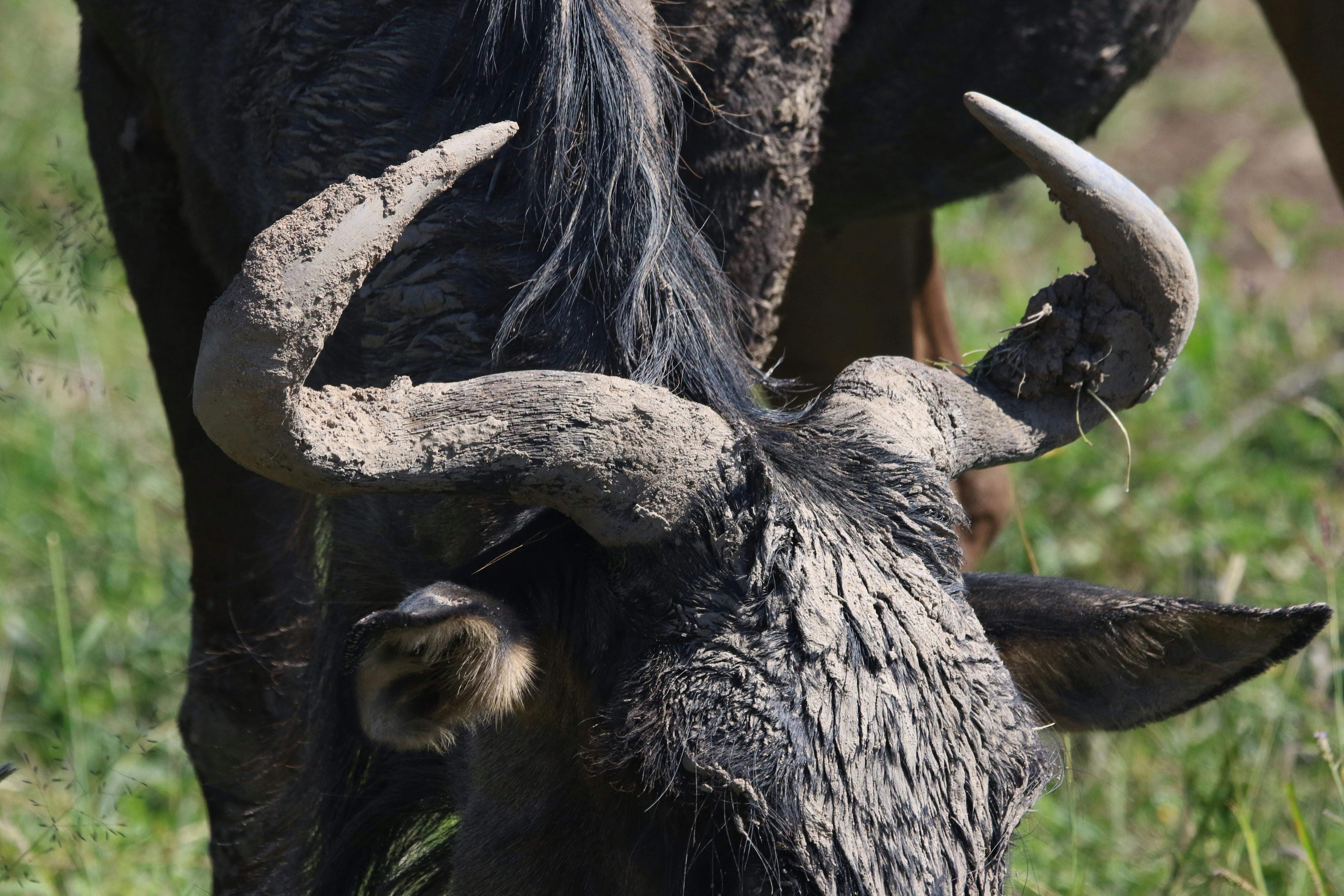 Black Carabao · Free Stock Photo