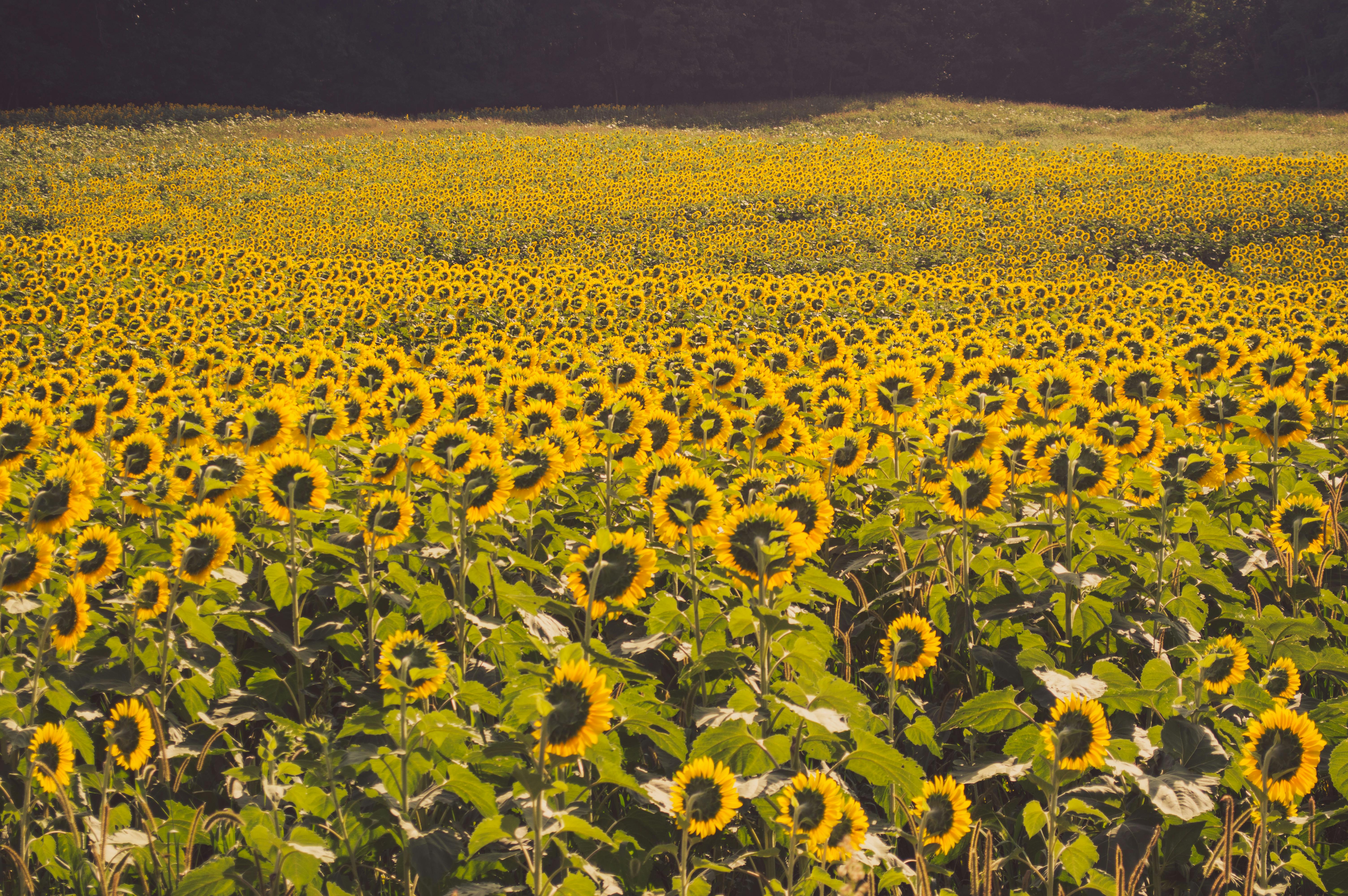 Yellow Sunflower Field · Free Stock Photo