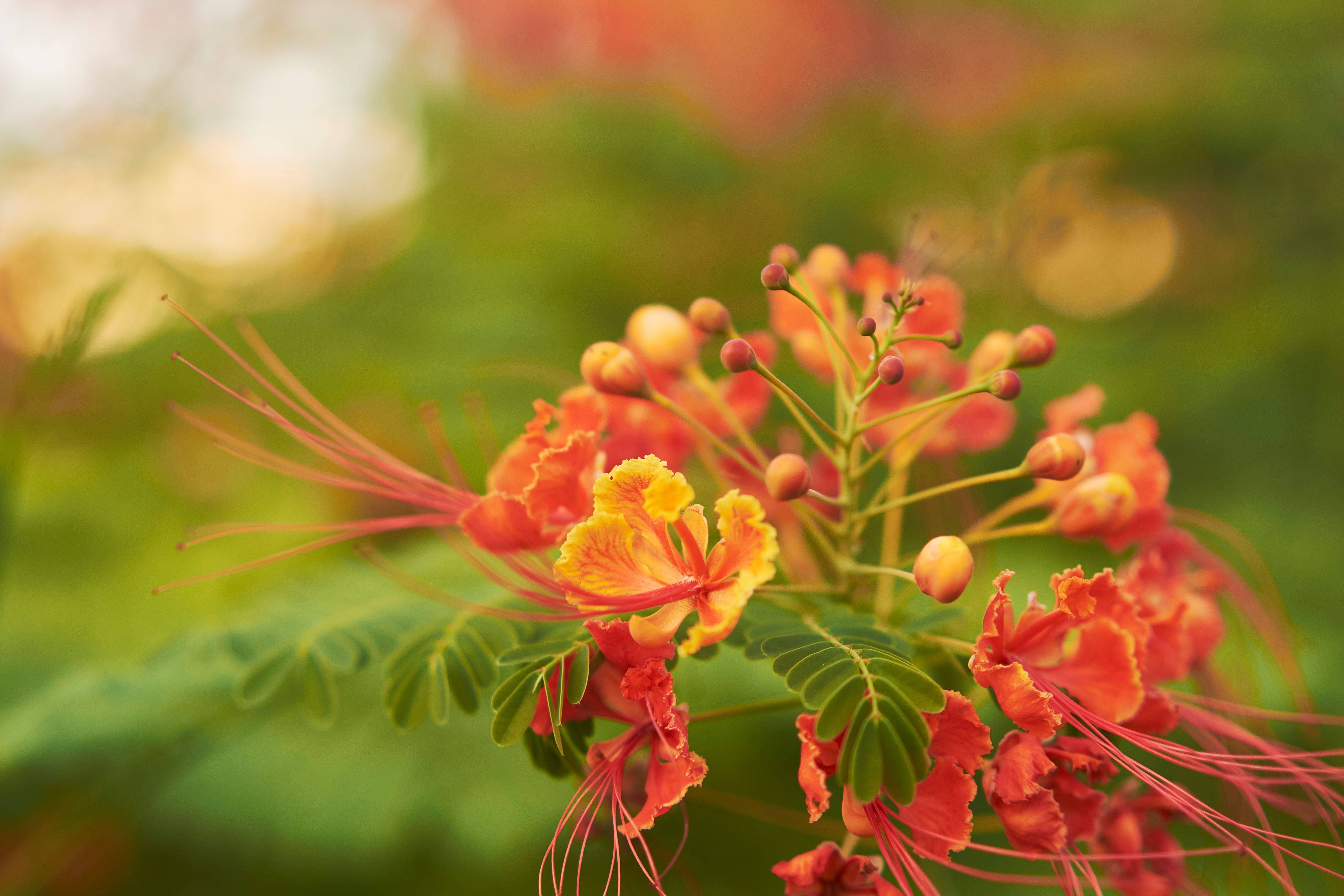 Close-up of a Peacock Flower · Free Stock Photo