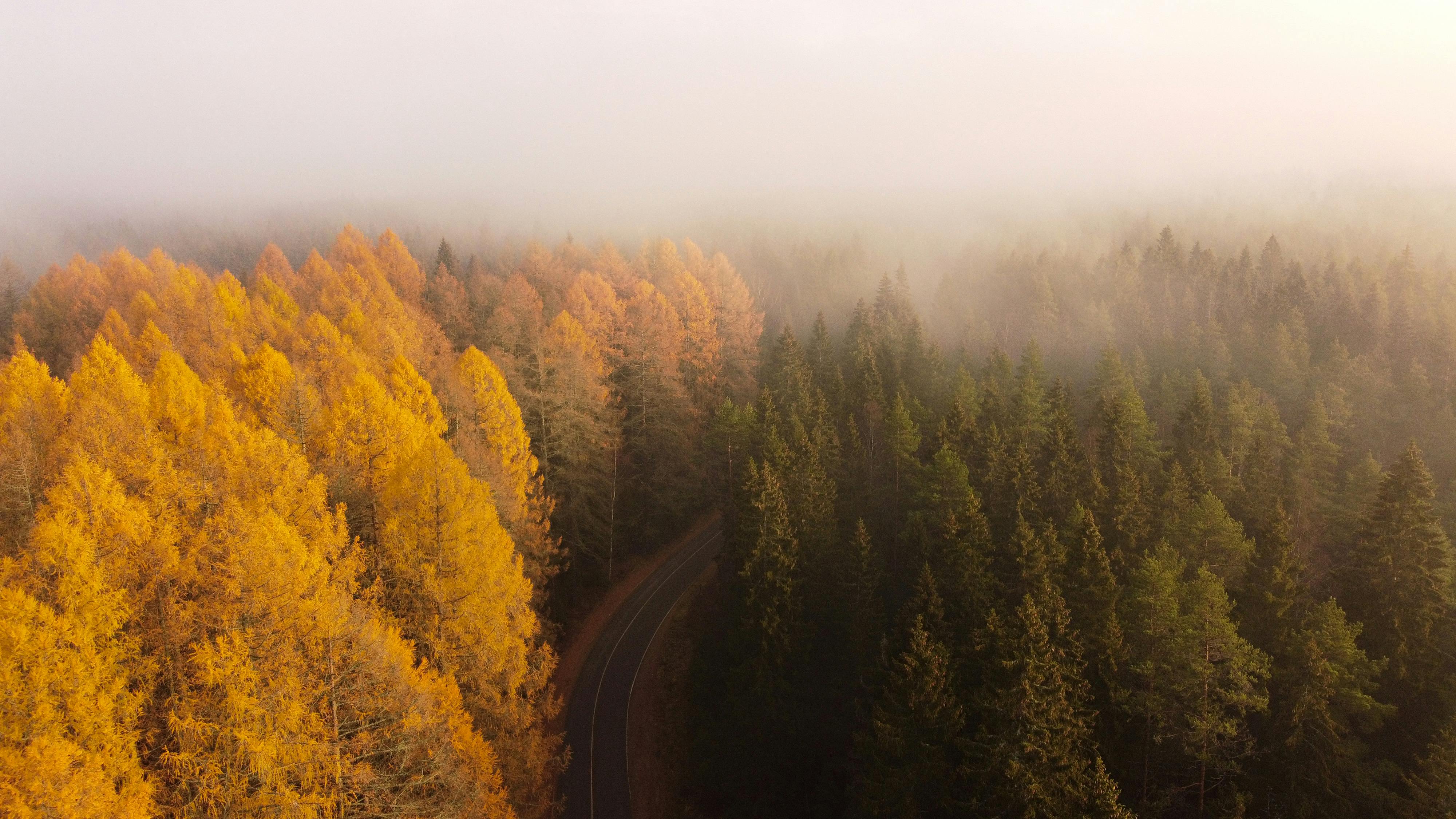 90,000+ Best Fall Forest Photos · 100% Free Download · Pexels Stock Photos