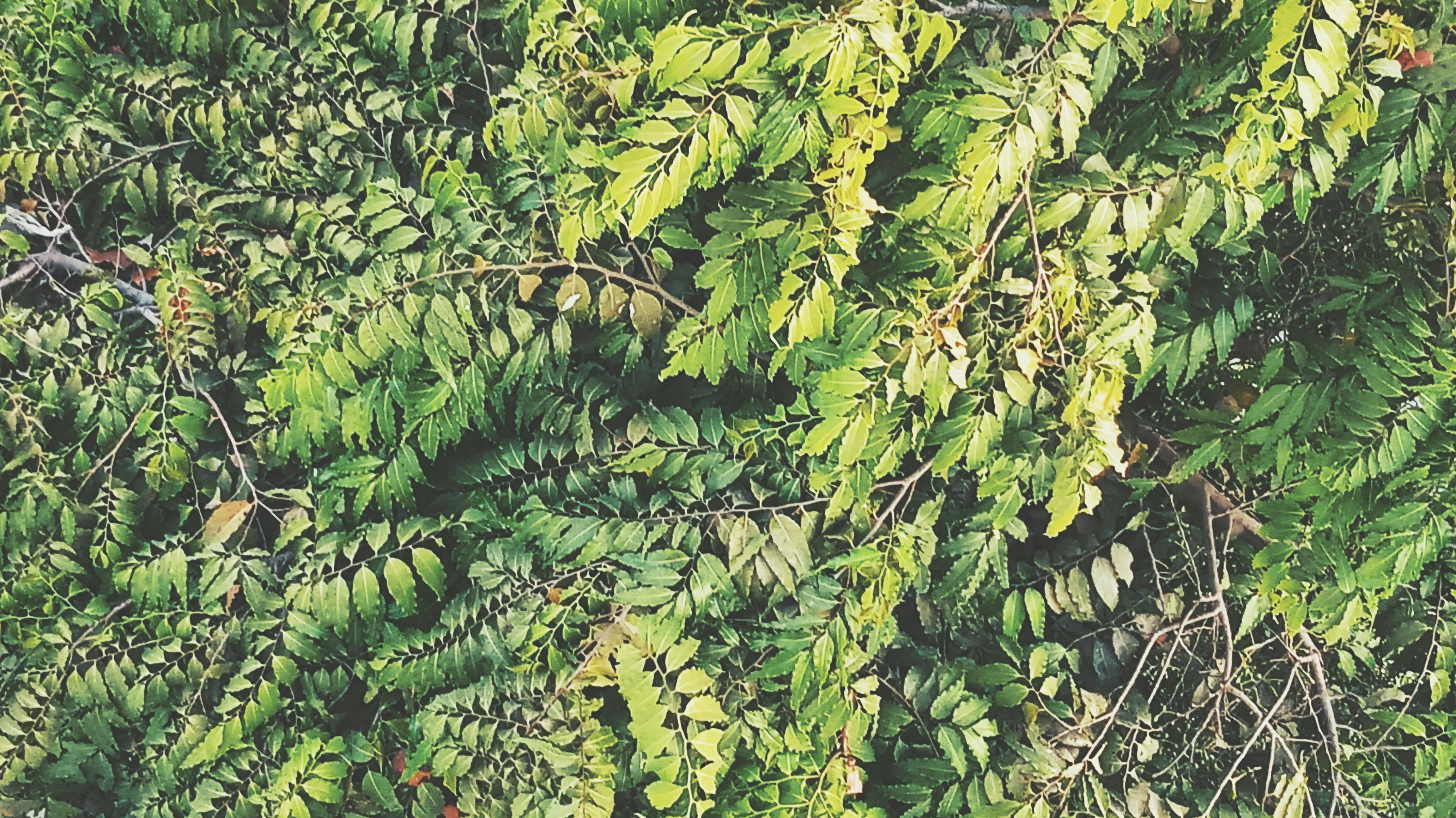 Green Leaf Plants · Free Stock Photo