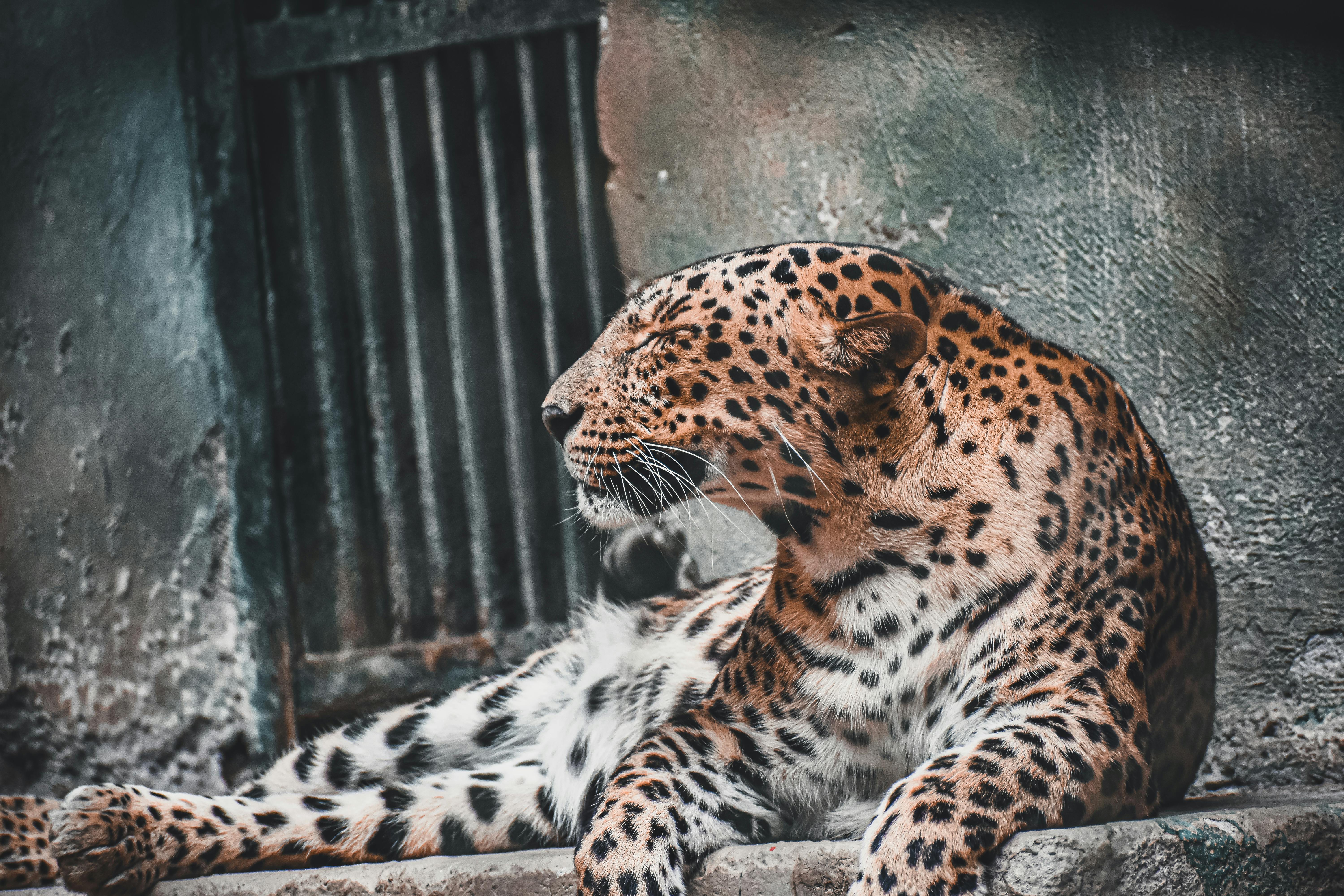 Growling Leopard Inside Enclosure · Free Stock Photo