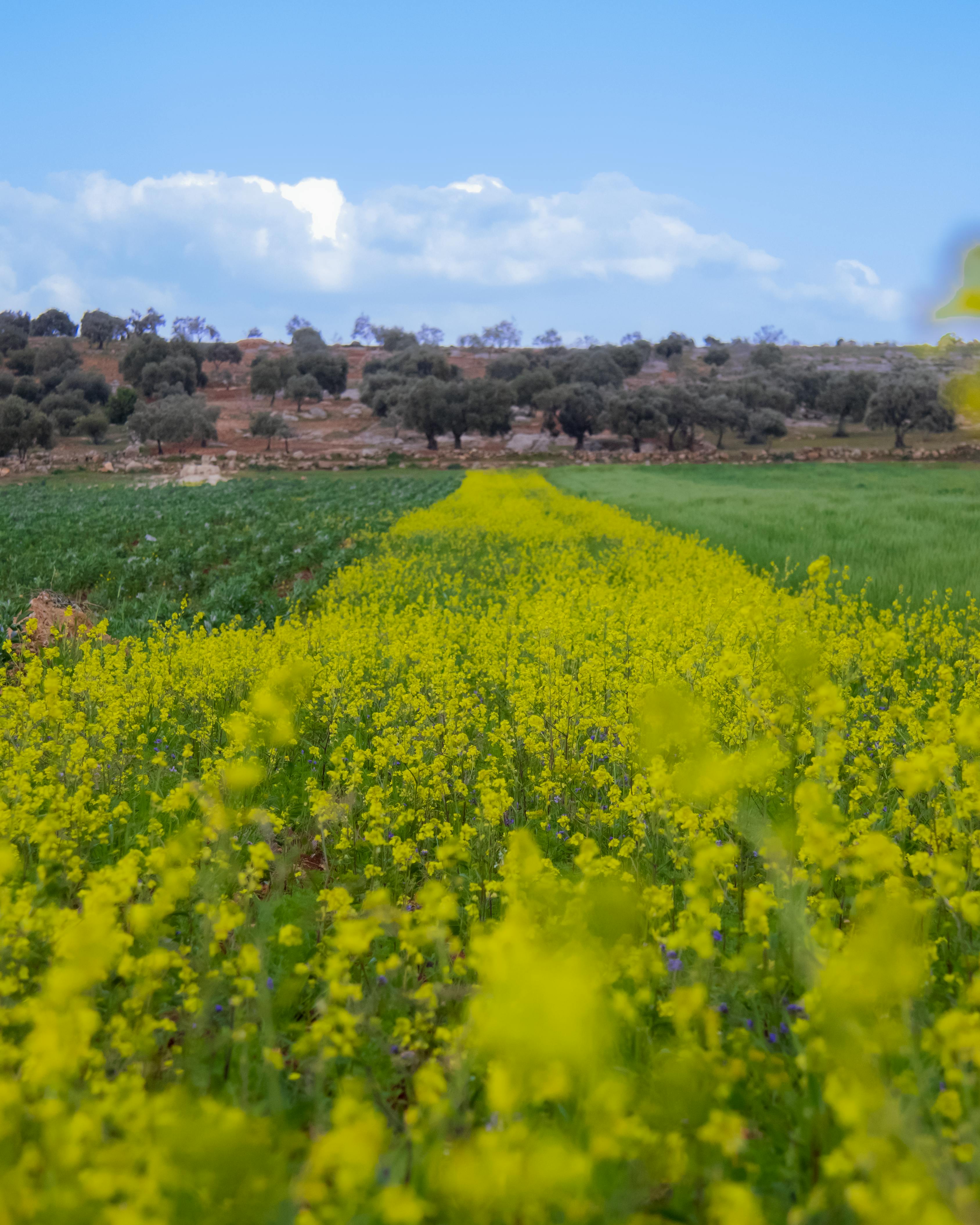 Abdullah Rasheed - 사진