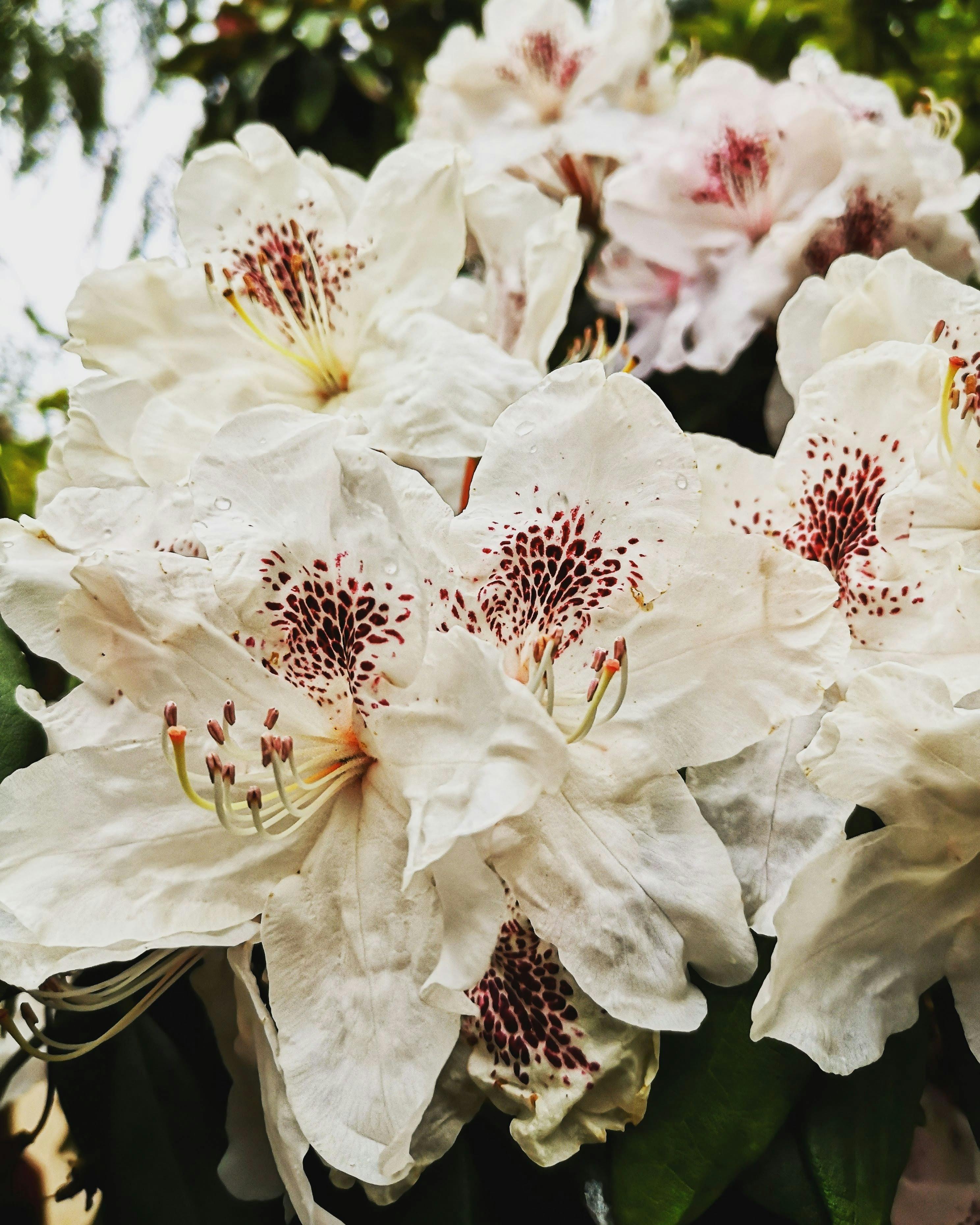 A Beautiful Rhododendron Sappho Flower · Free Stock Photo
