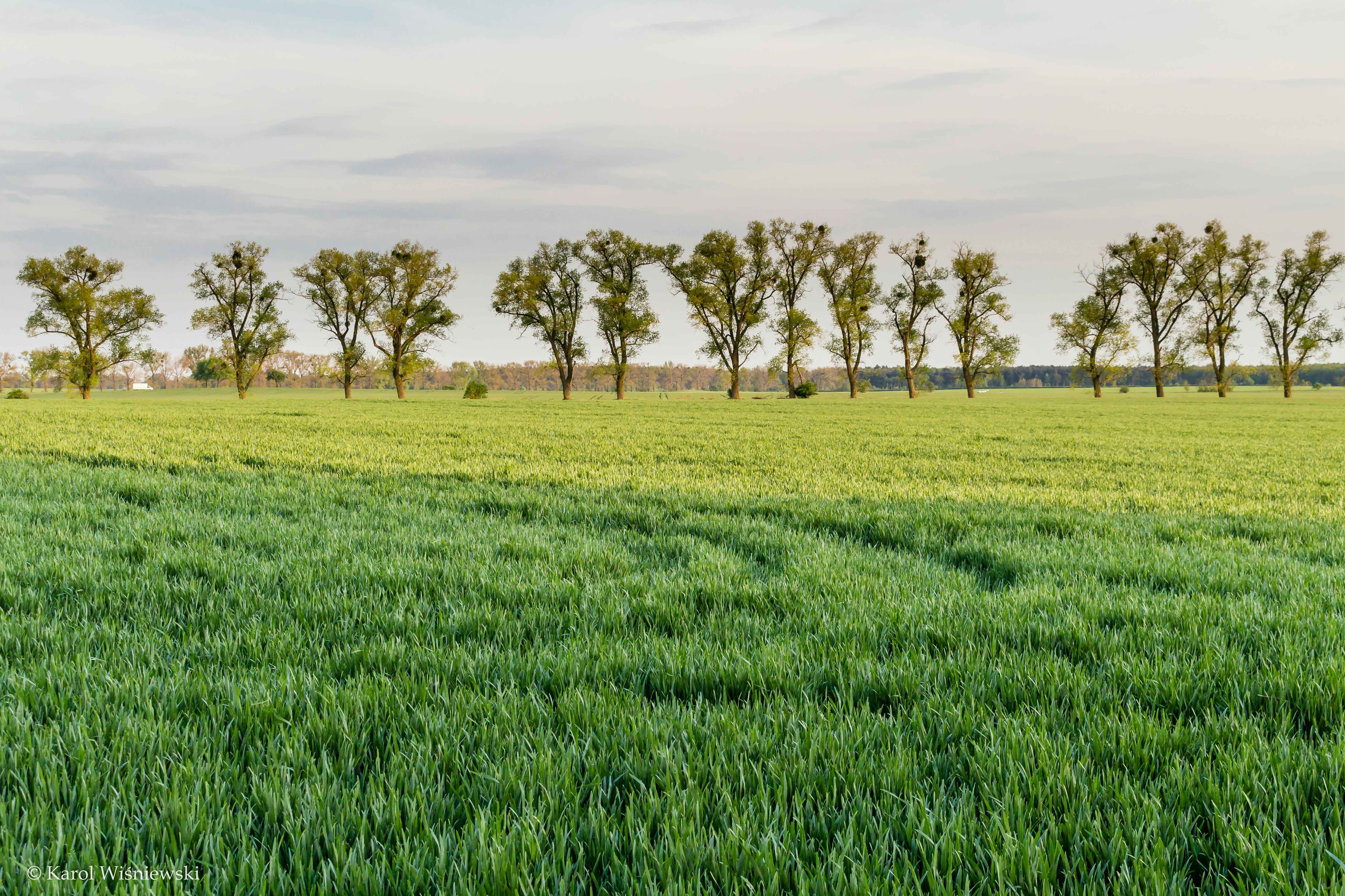 50,000+ melhores imagens de Fields · Download 100% grátis fotos de ...