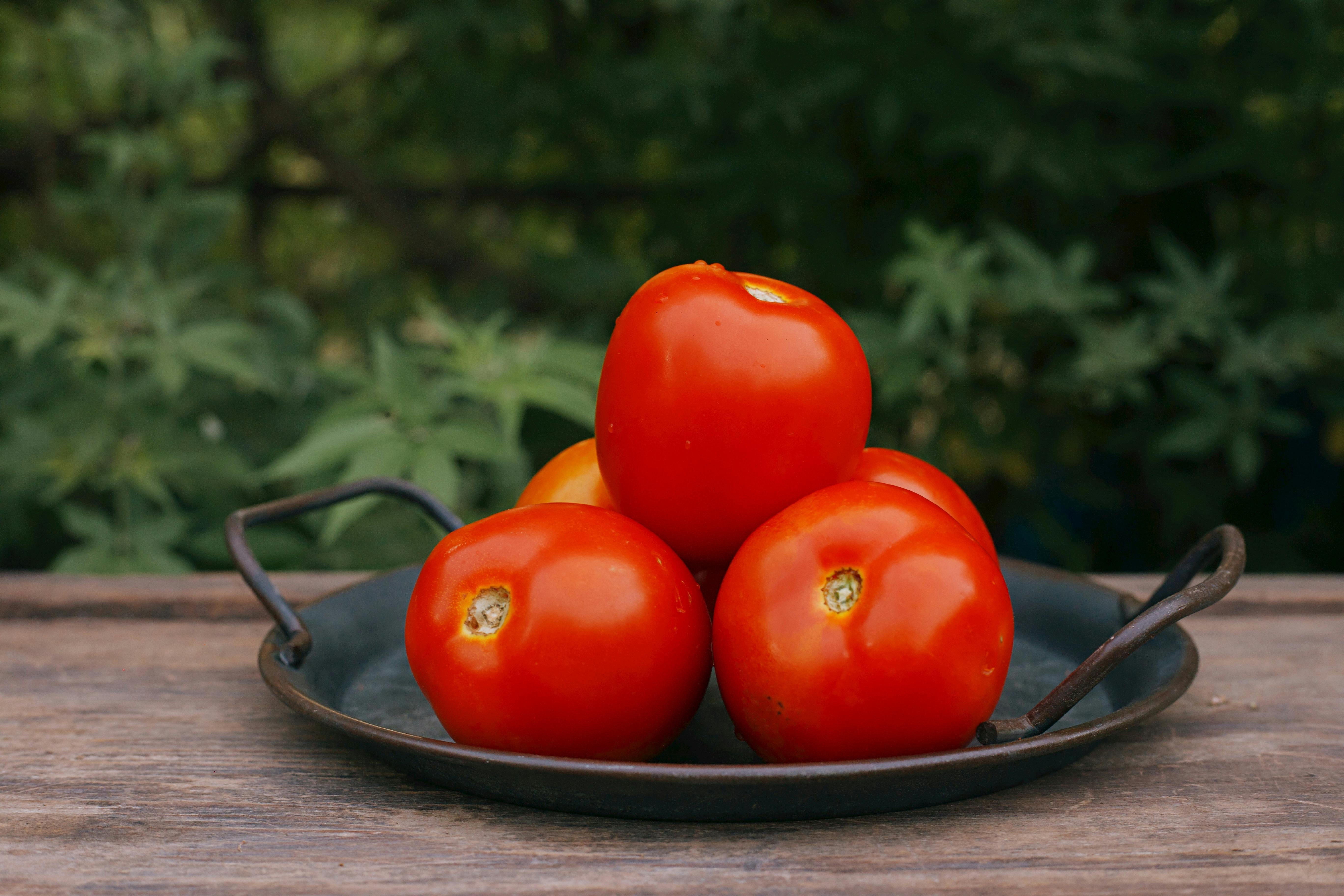 Tomato Fruit · Free Stock Photo