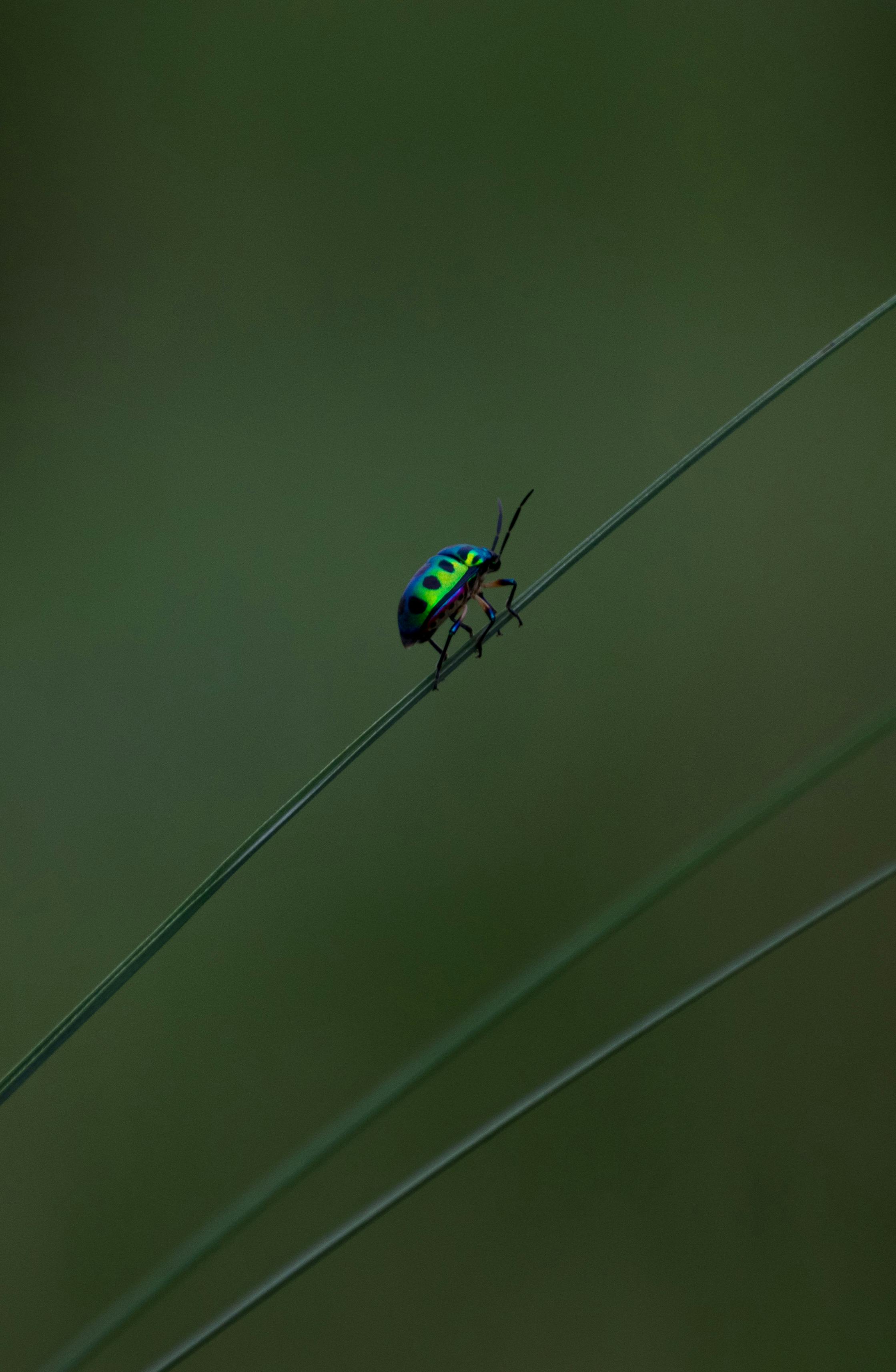 Close up of Bug · Free Stock Photo