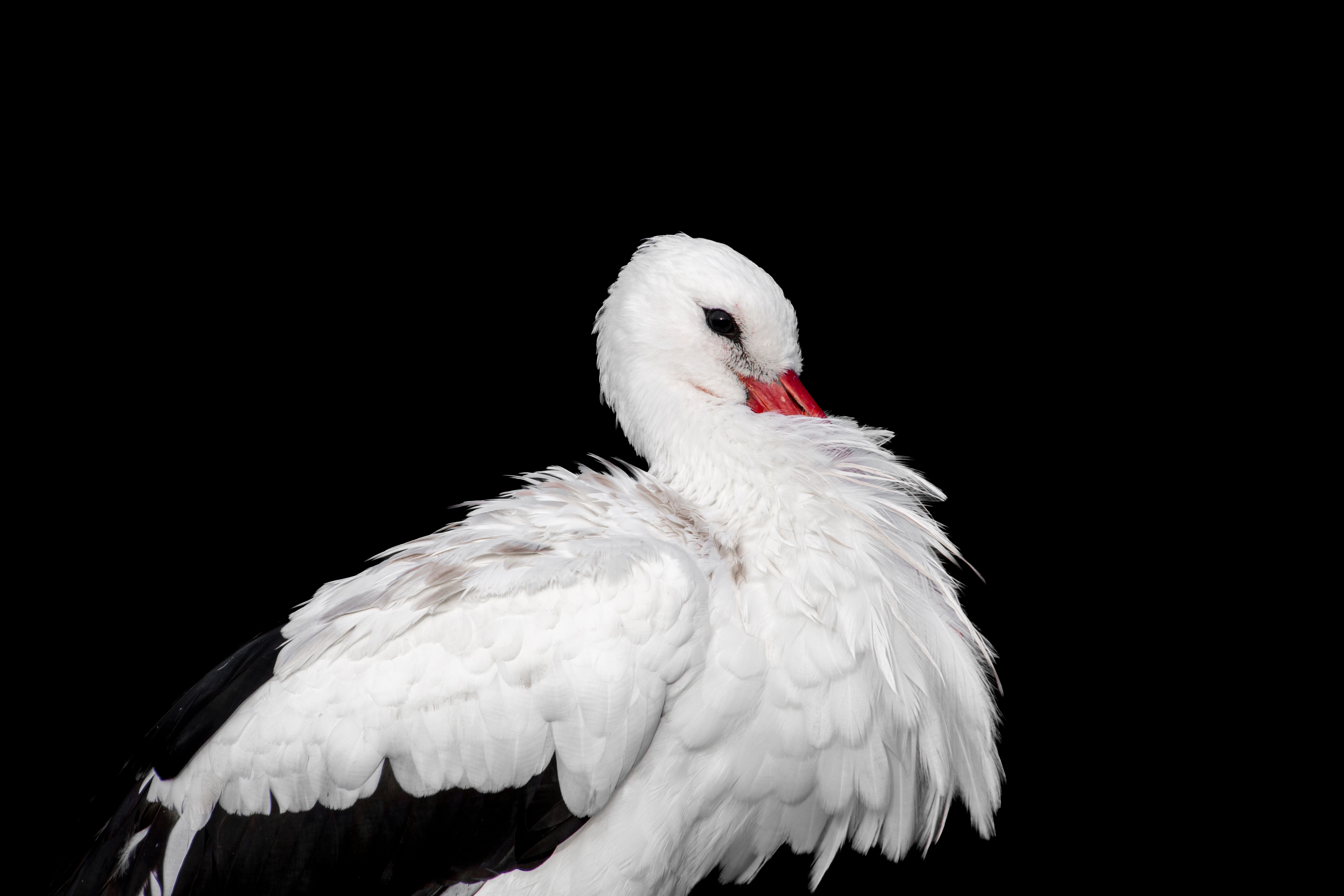 White Bird on Black Background · Free Stock Photo