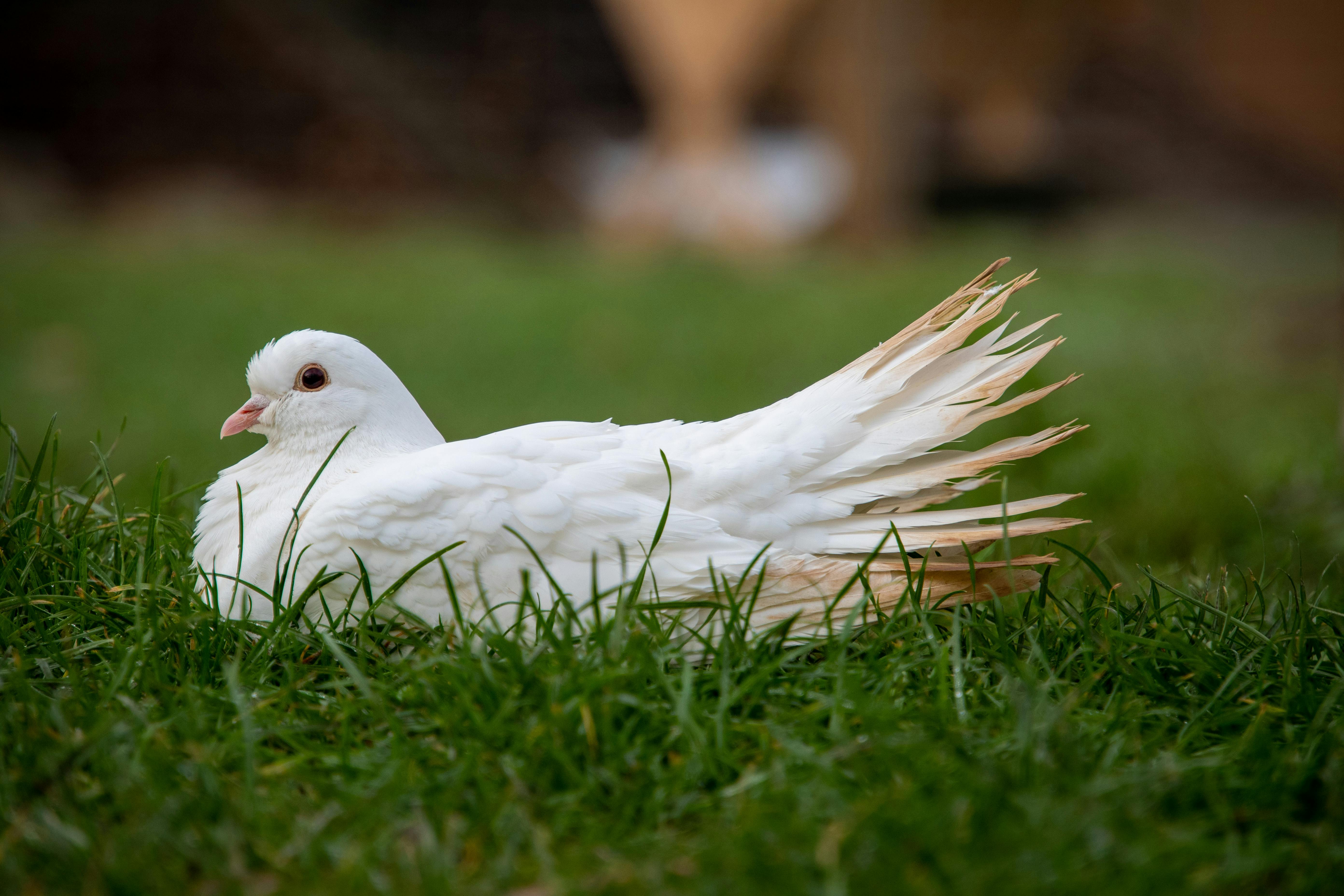 Close up of Dove · Free Stock Photo