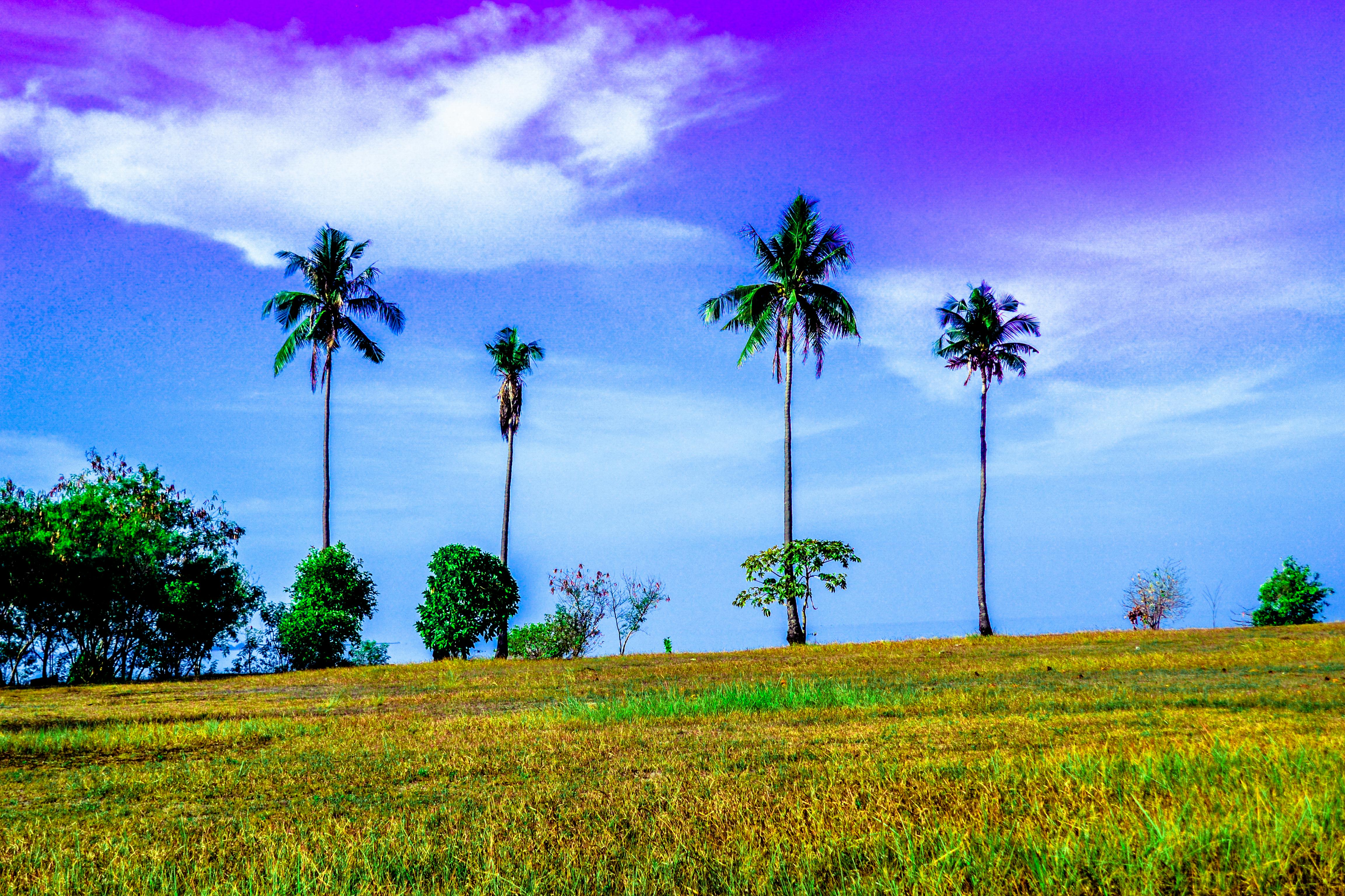 Free stock photo from Picasso · Pexels