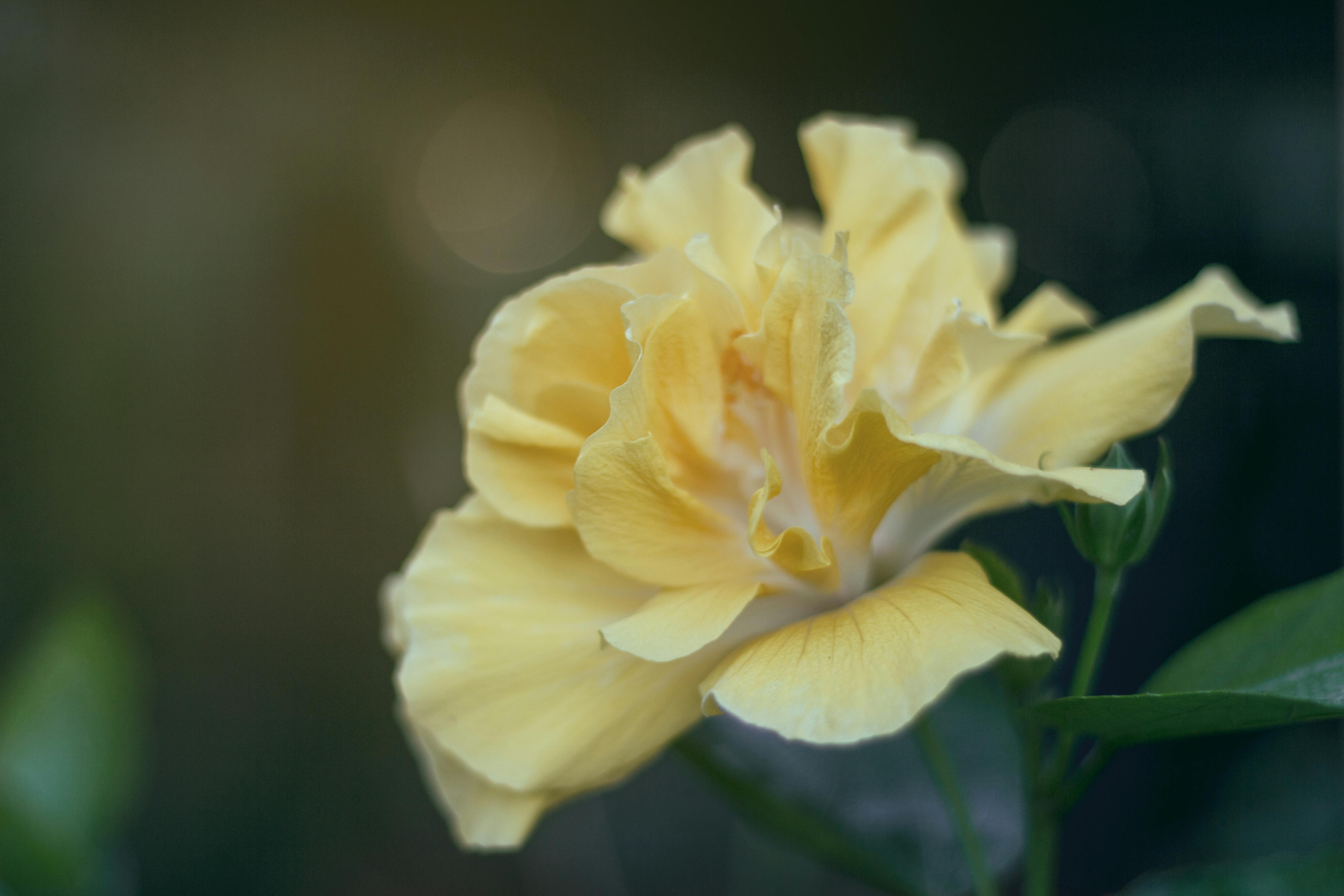 Mellow Yellow Flower Photos, Download The BEST Free Mellow Yellow ...