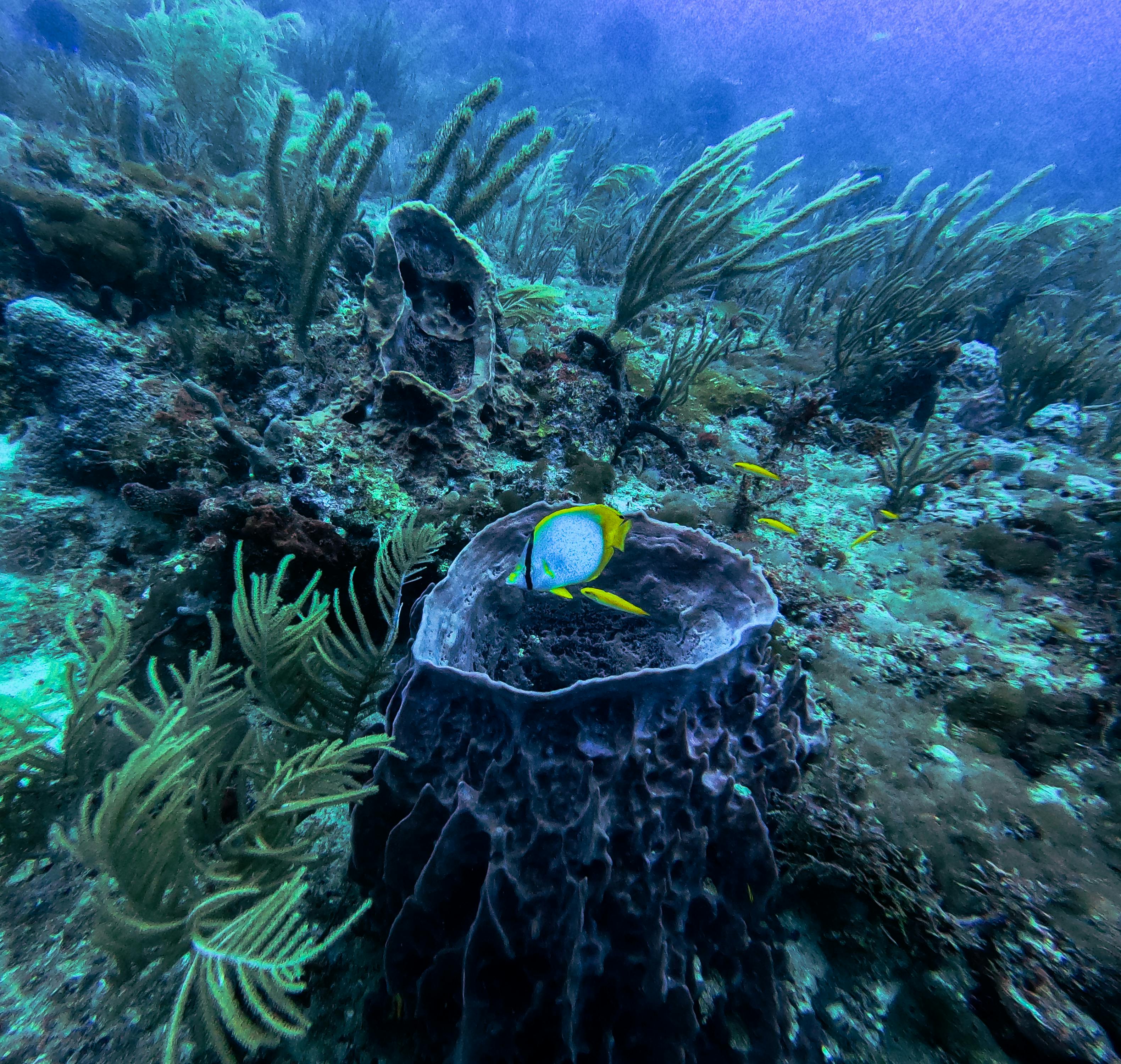 A Coral Reef Ecosystems · Free Stock Photo