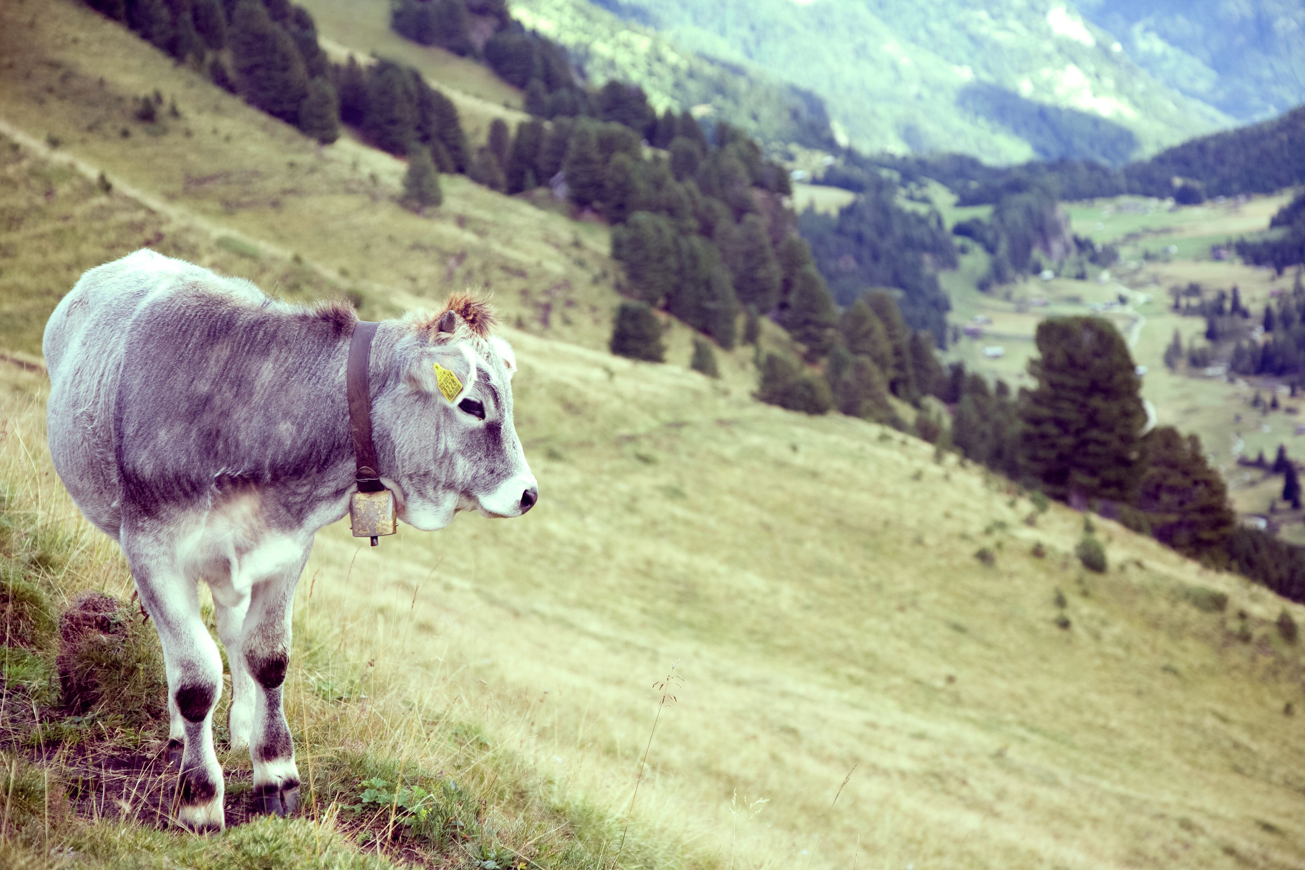 Kostenloses Foto zum Thema: außerorts, berg, draußen