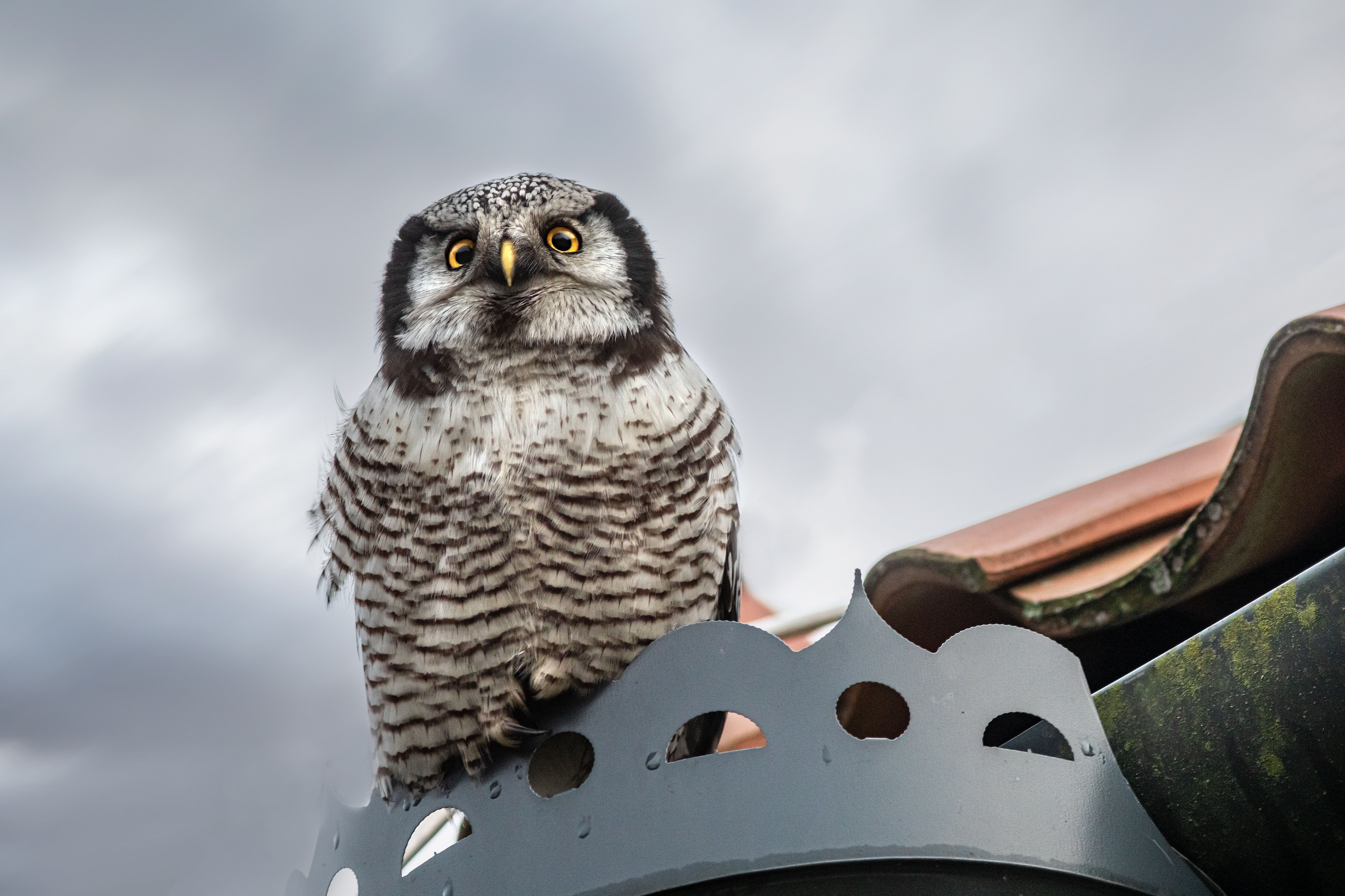 Close-Up Shot of a Northern Hawk-Owl · Free Stock Photo