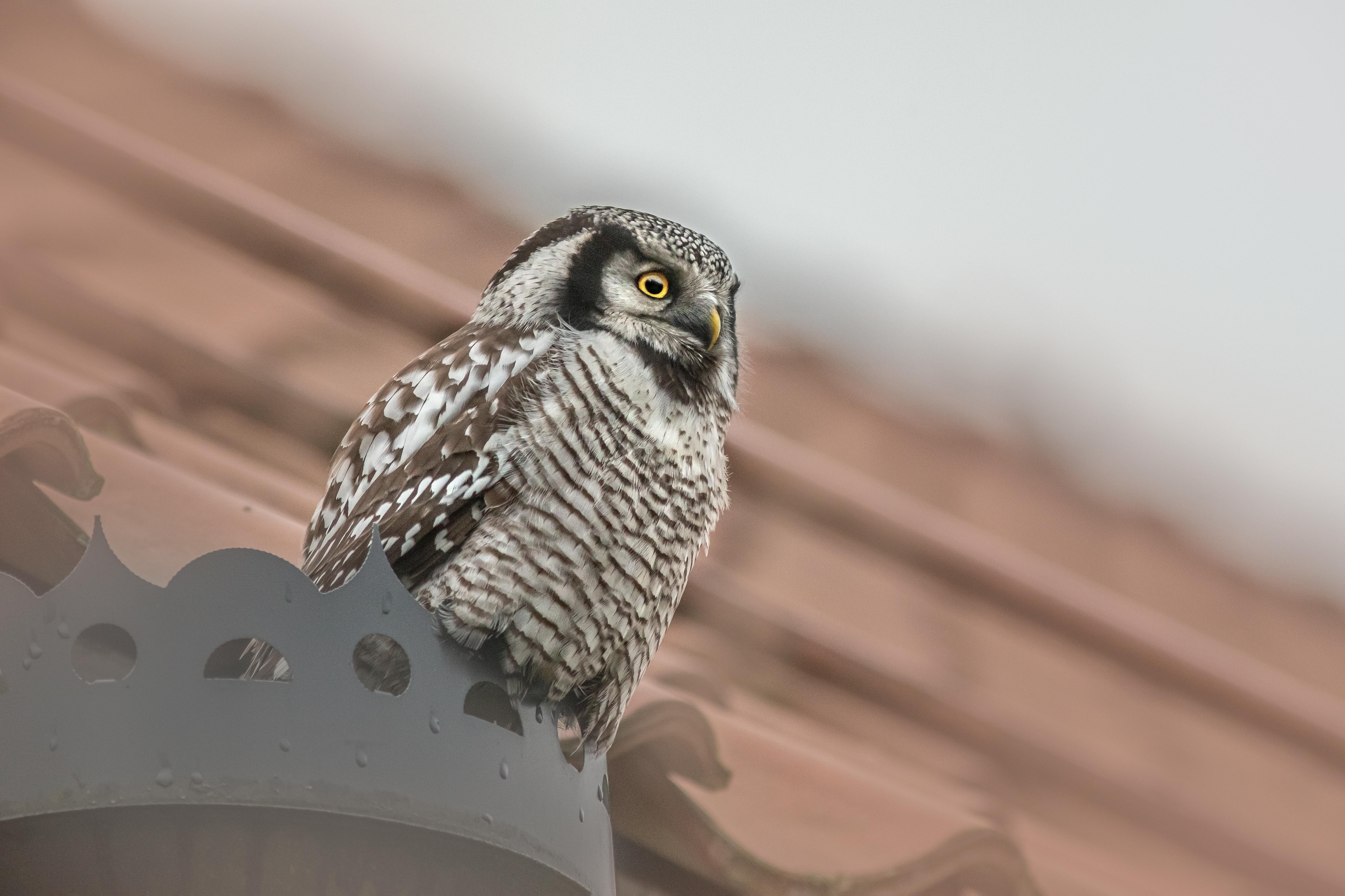 Close-up View Of An Owl · Free Stock Photo