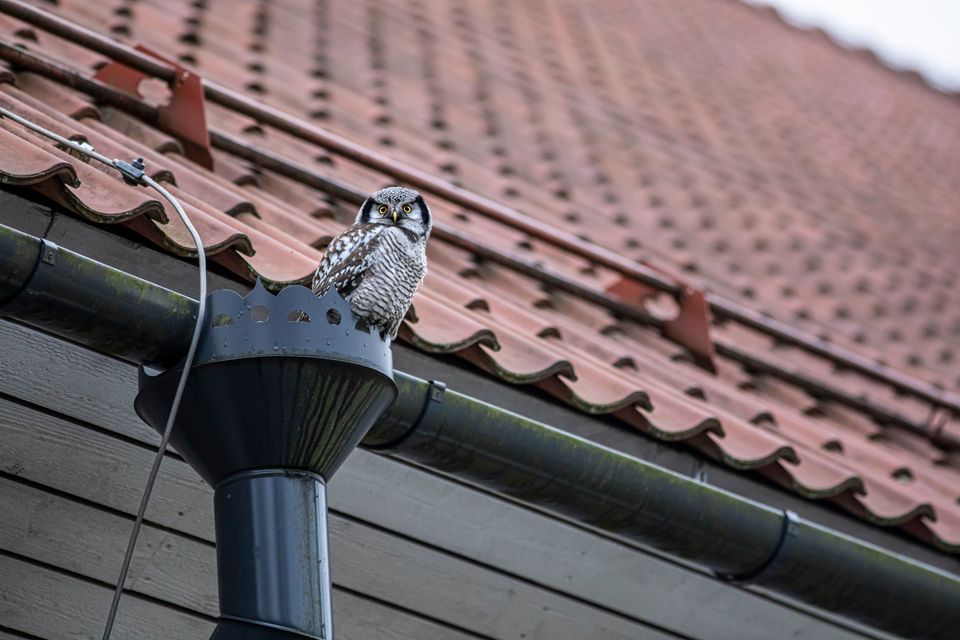 Rain Water Drain Pipes Systems: Essential Installation Guide