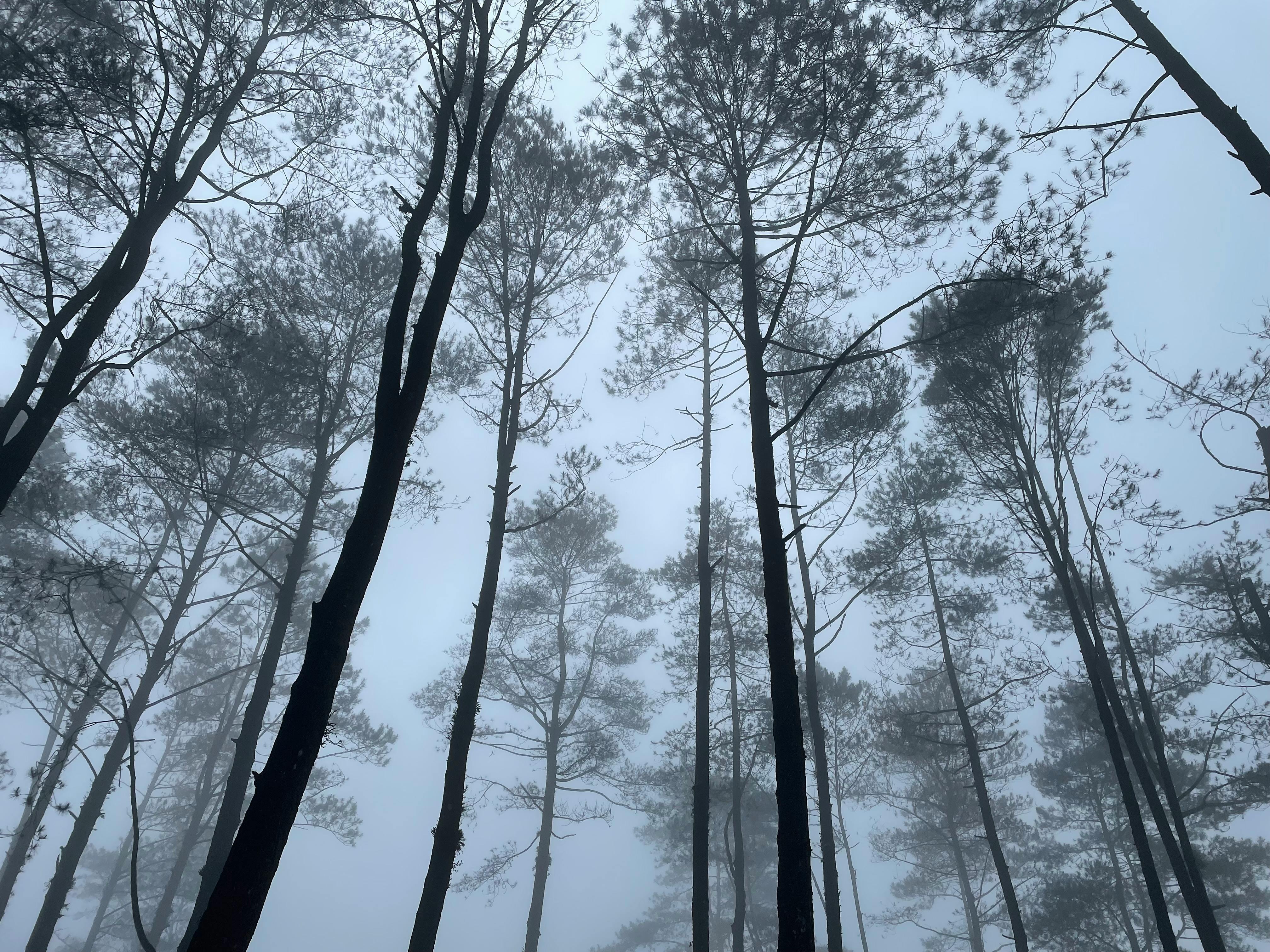 Green Leafed Trees Covered With Fogs · Free Stock Photo