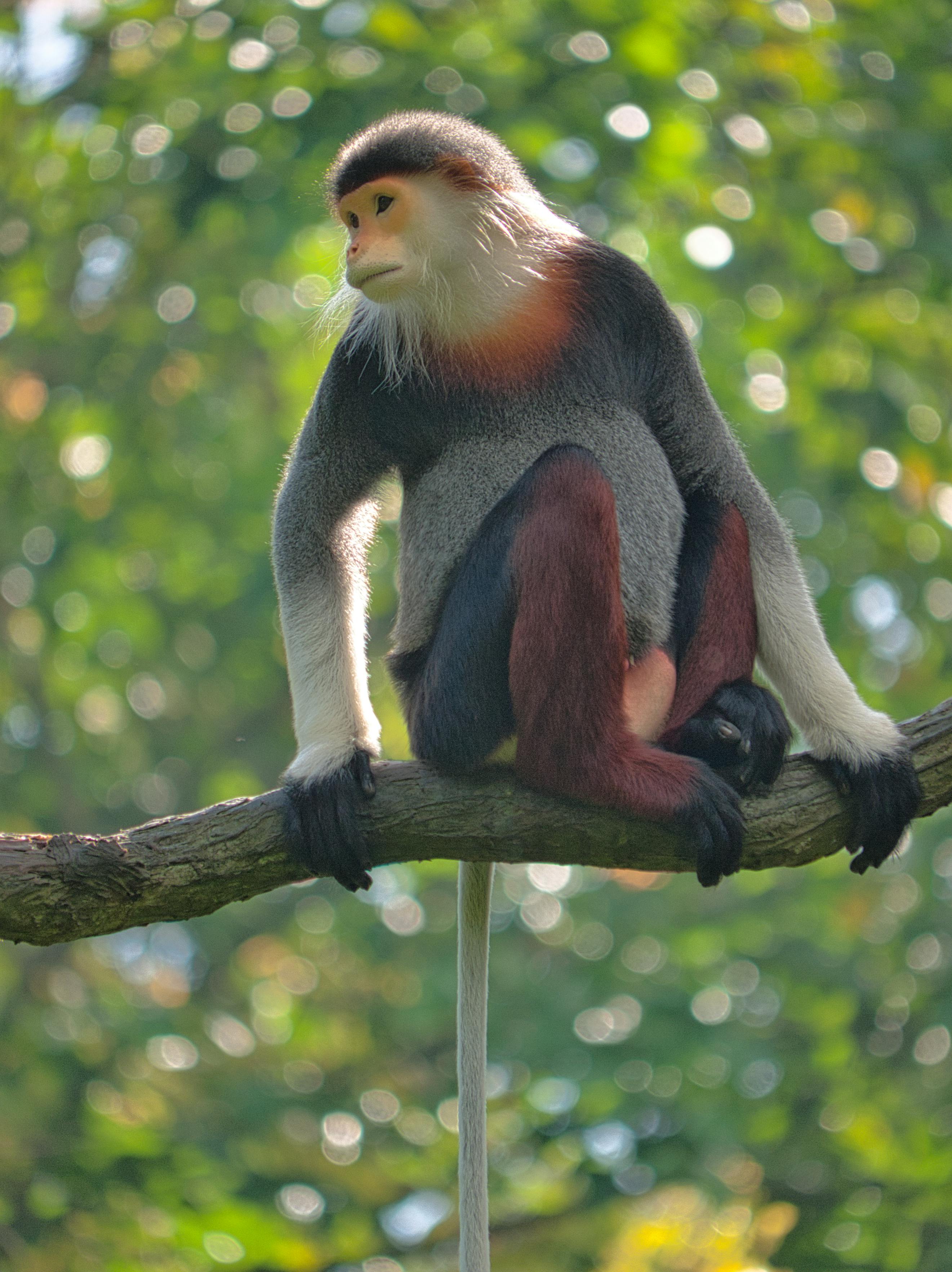 Javan Lutung Monkeys Sitting on a Tree · Free Stock Photo