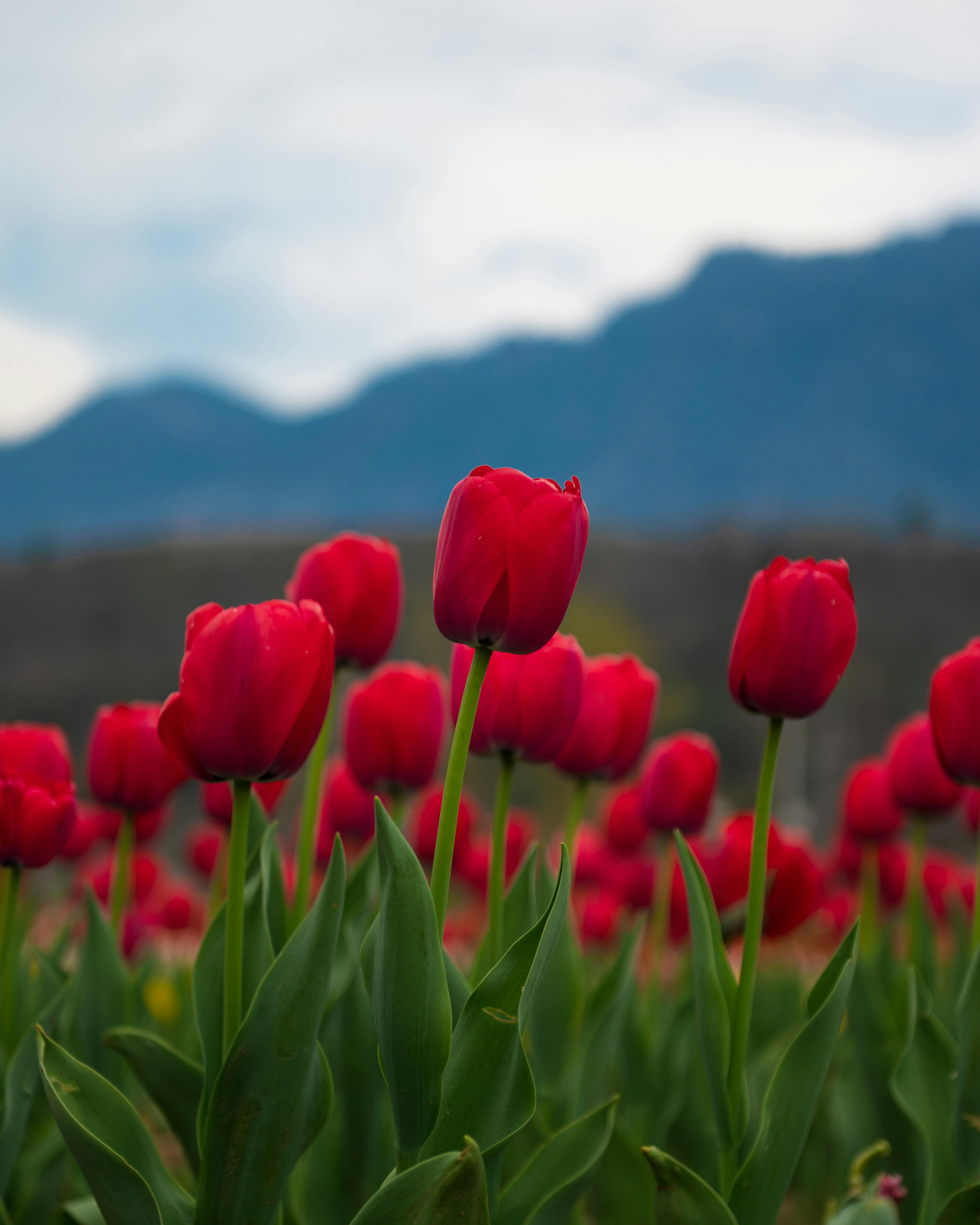 Close-Up Shot of Red Tulips · Free Stock Photo