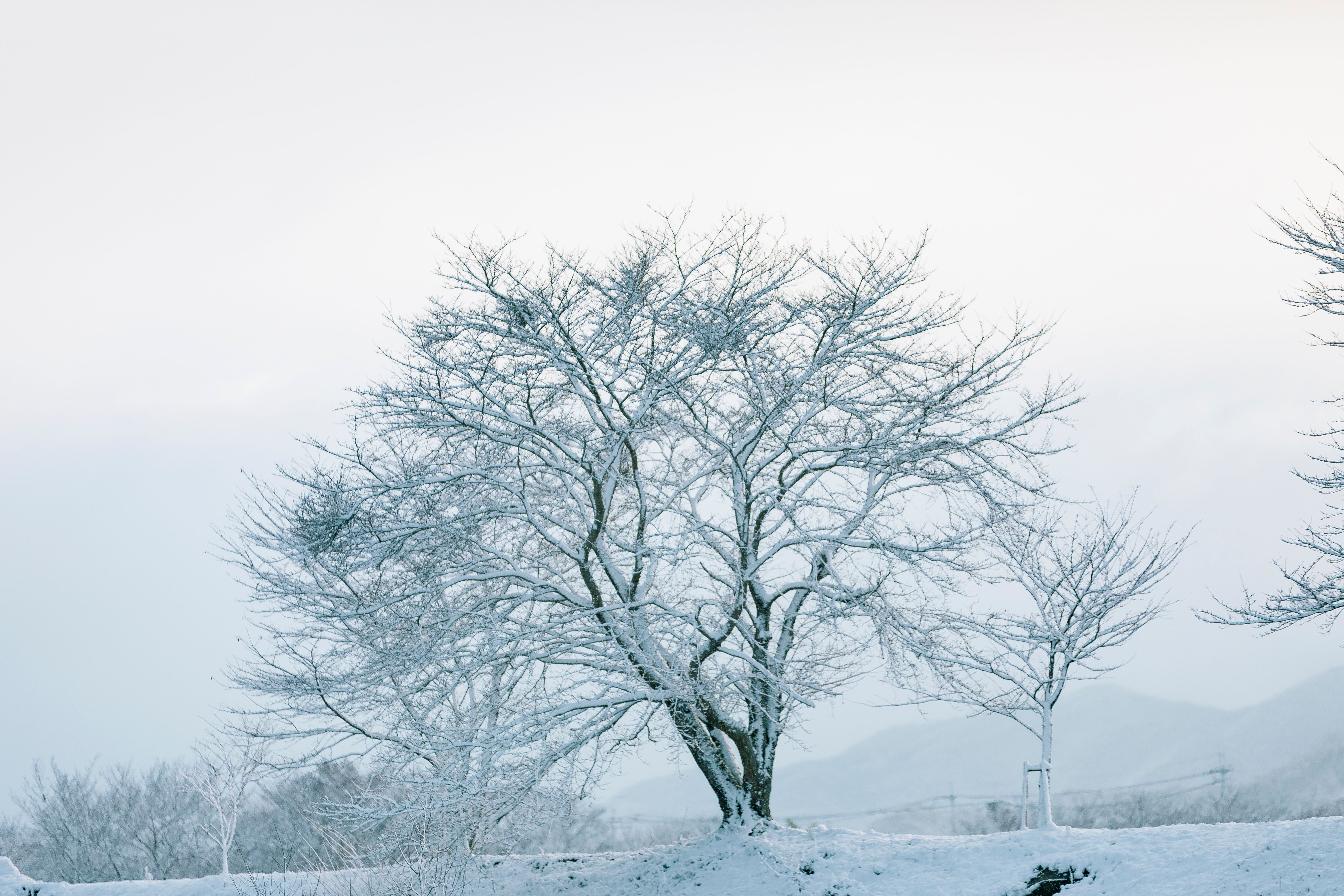 Trees in Winter · Free Stock Photo