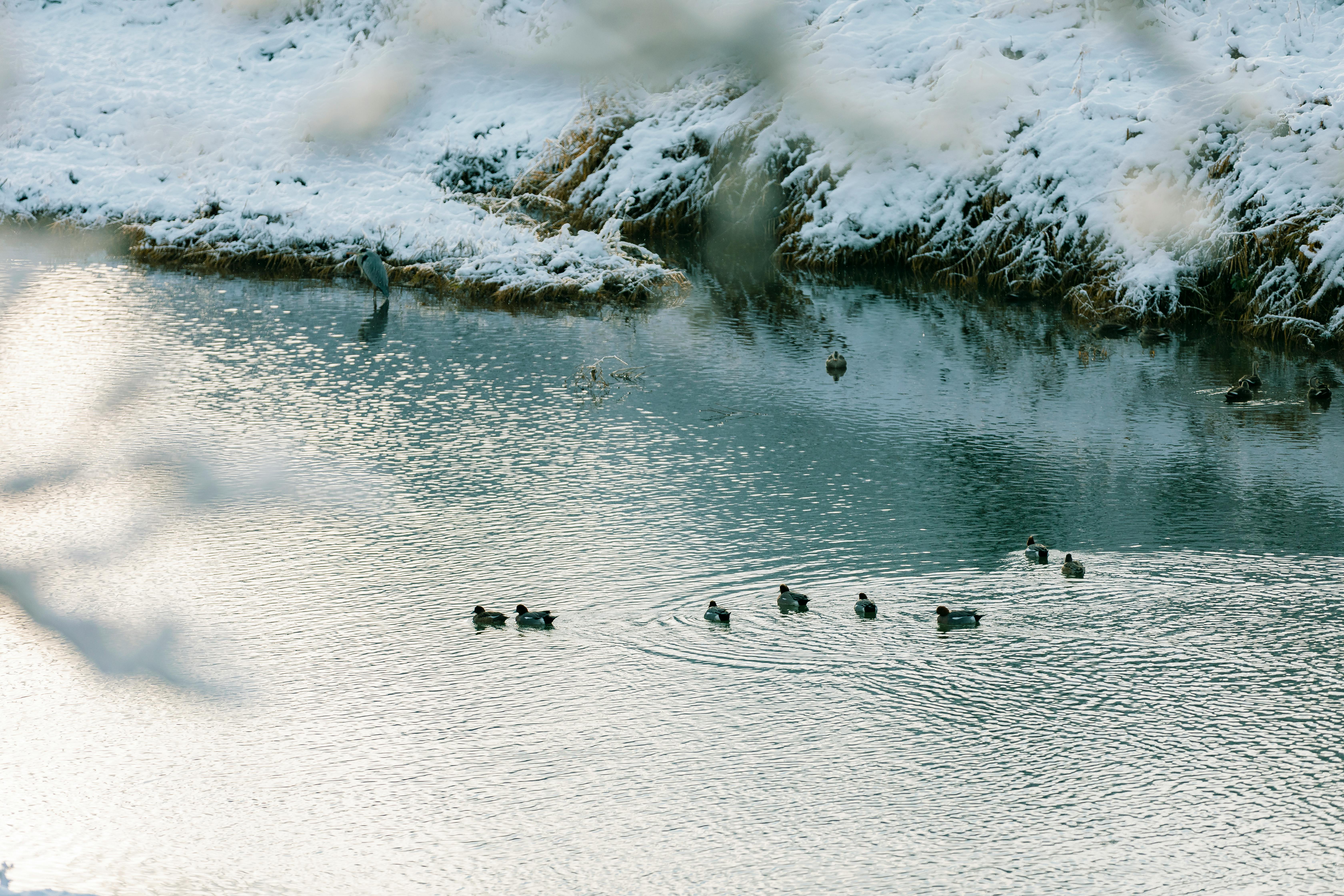 Geese Floating on a Lake · Free Stock Photo