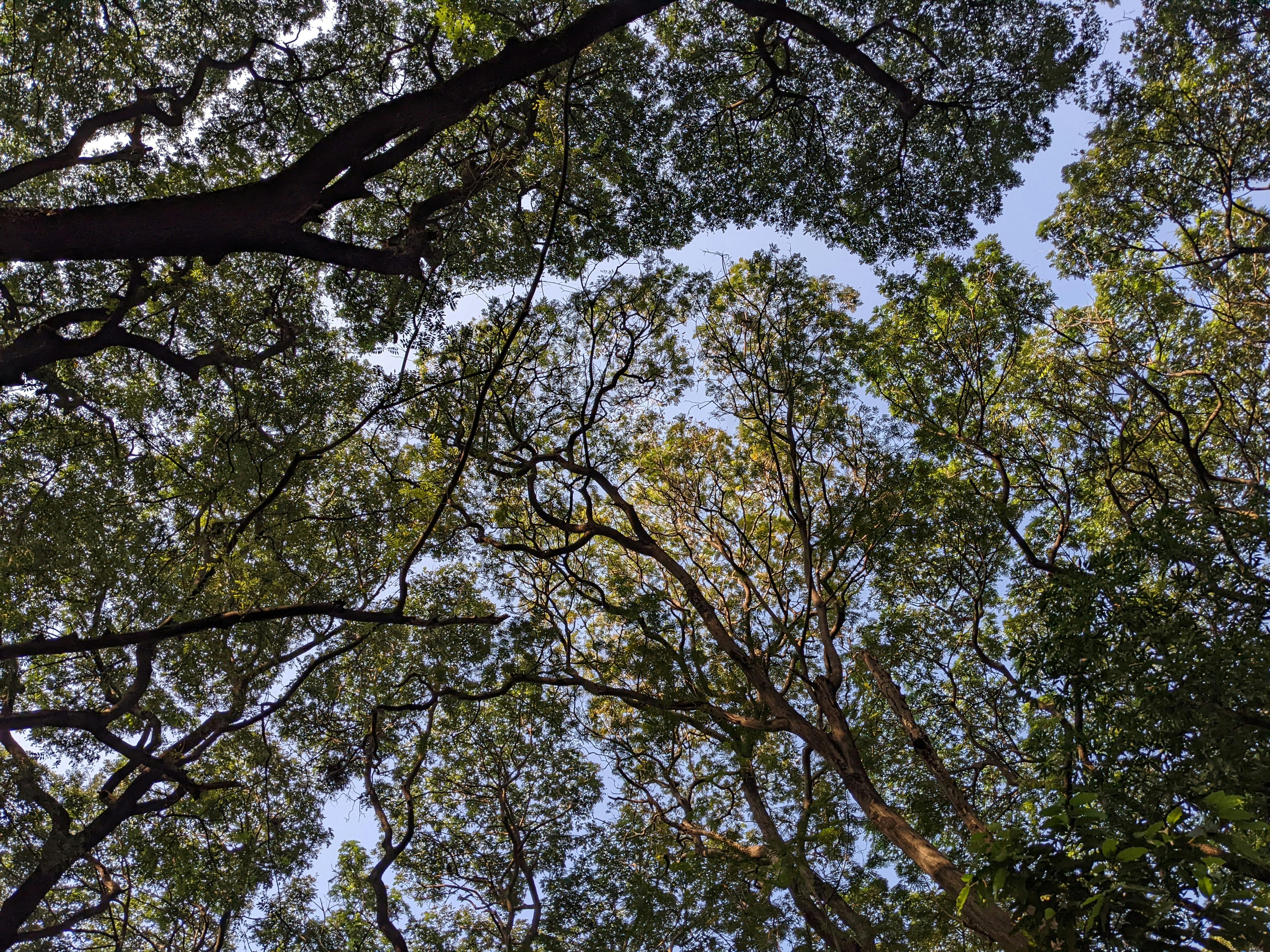 Tall Trees in a Forest · Free Stock Photo