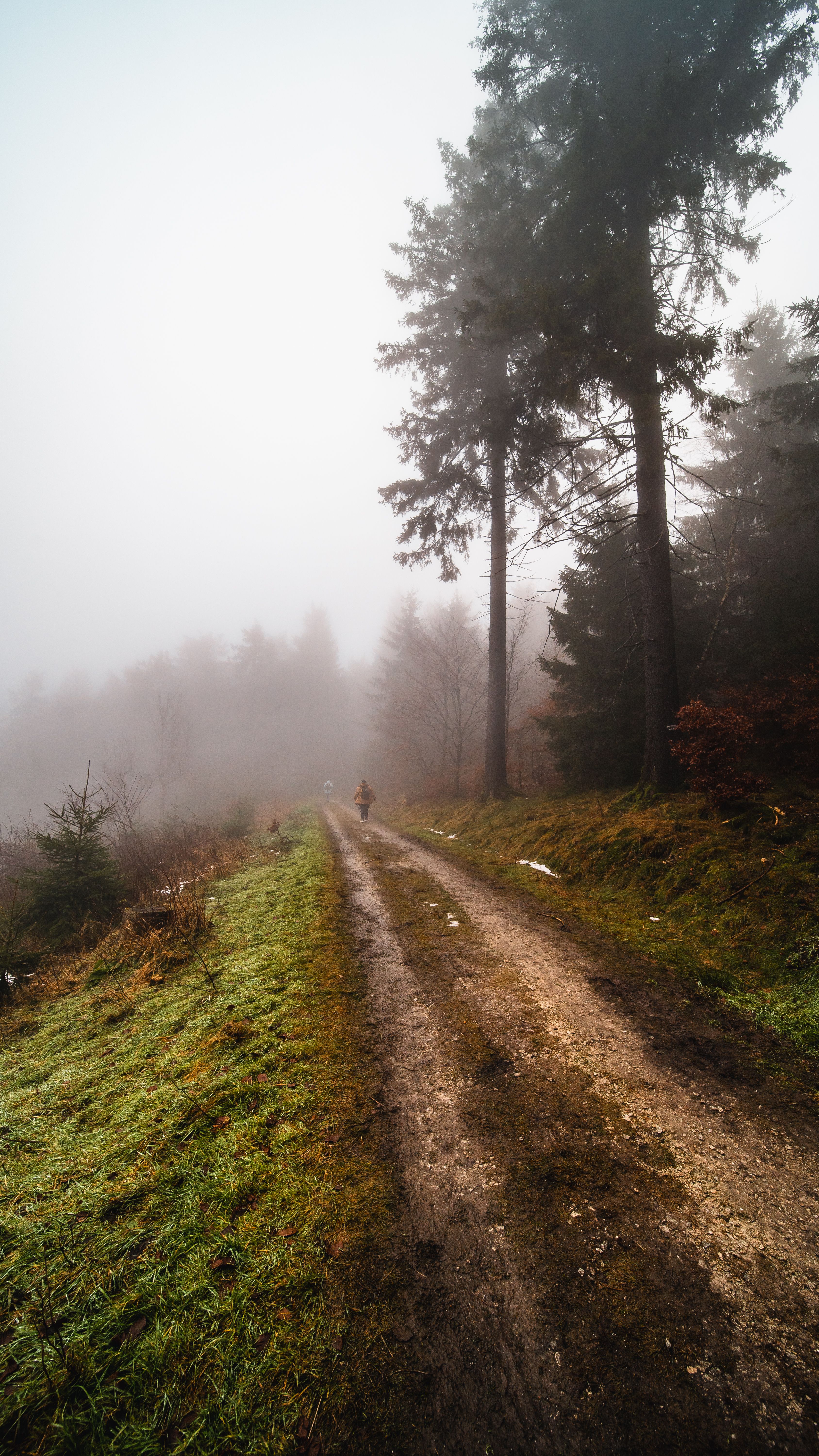 Pathway in a Foggy Forest · Free Stock Photo