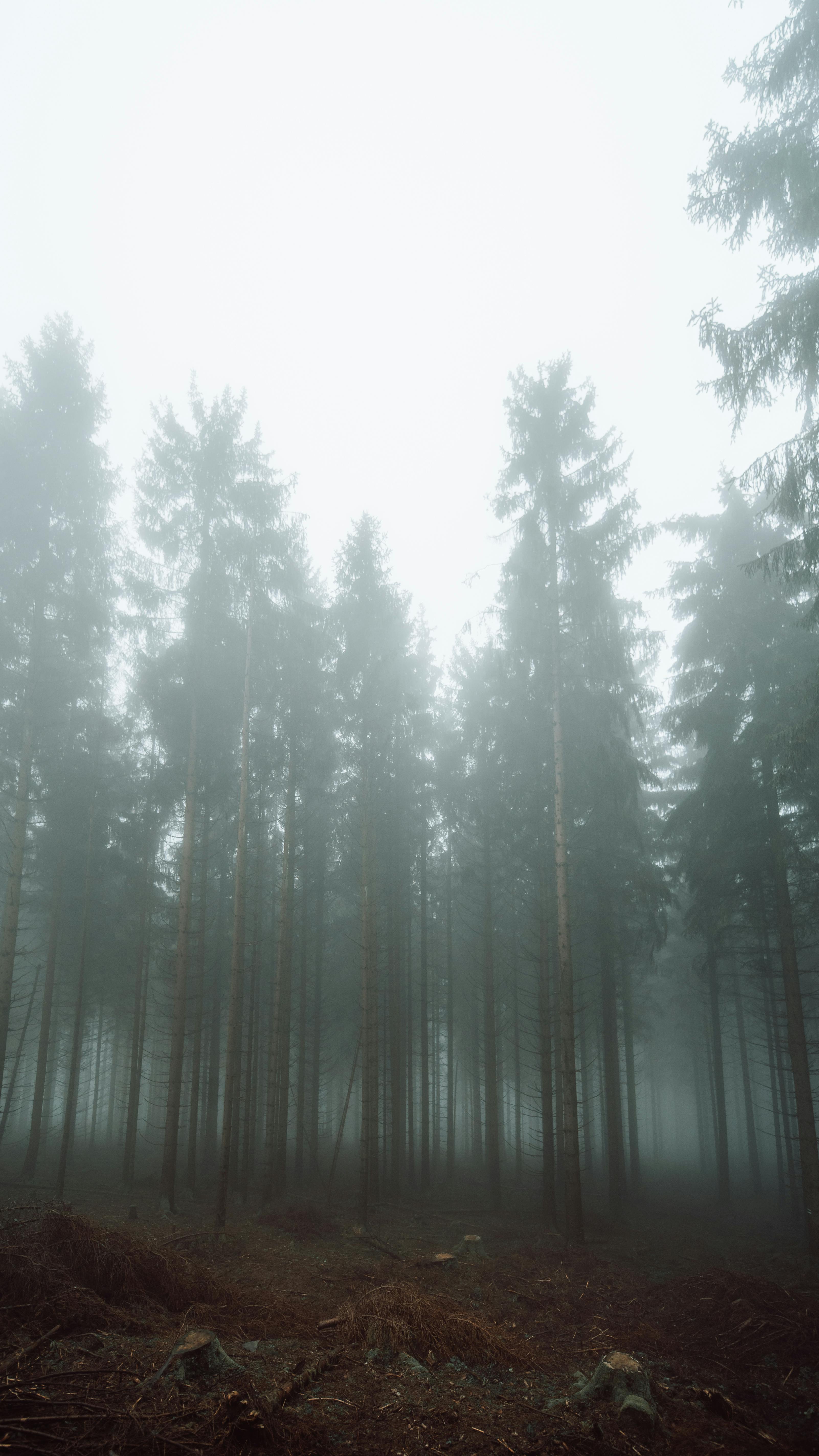 Watchtower in Misty Woods · Free Stock Photo