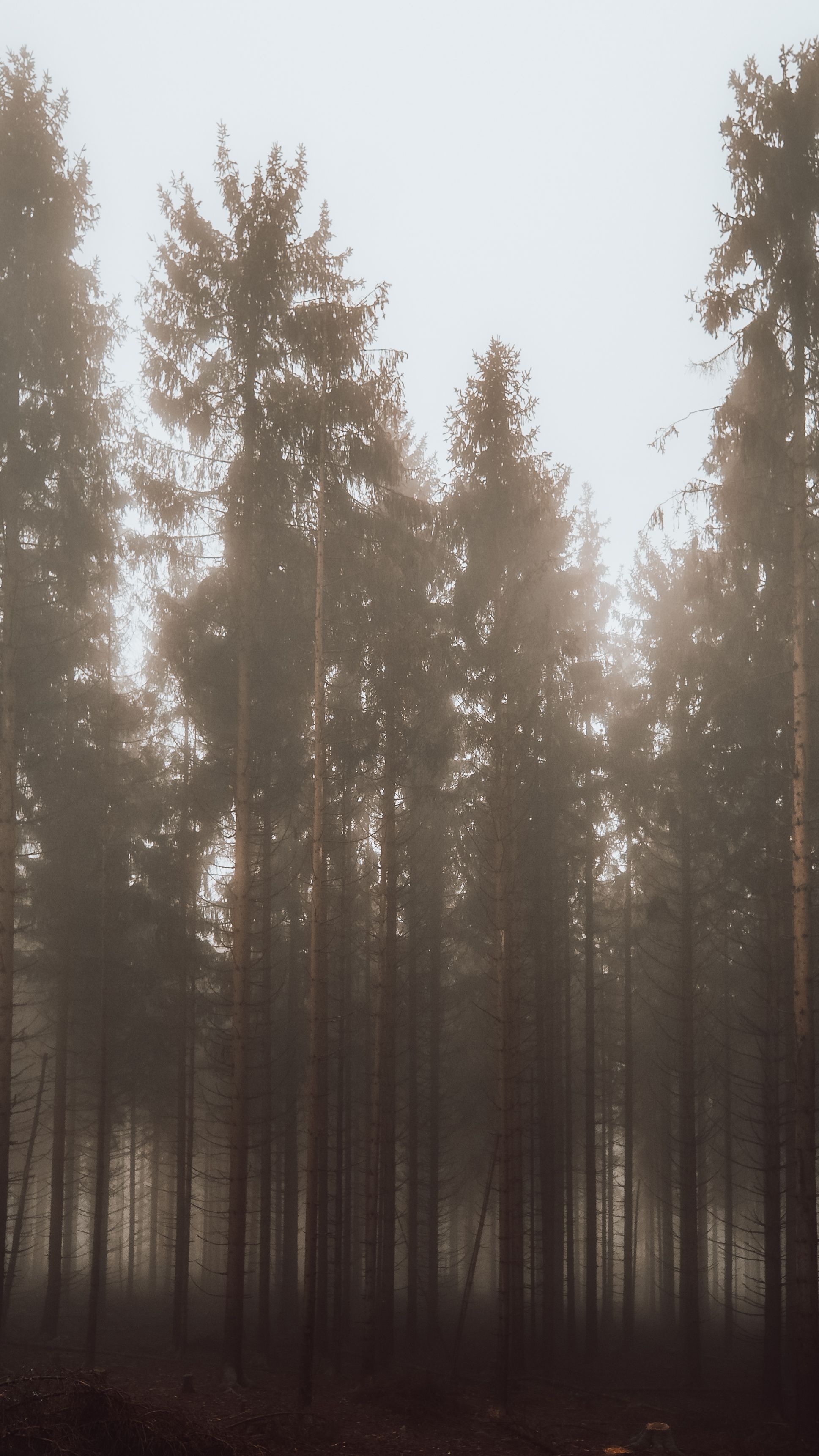 Tall Brown Trees · Free Stock Photo