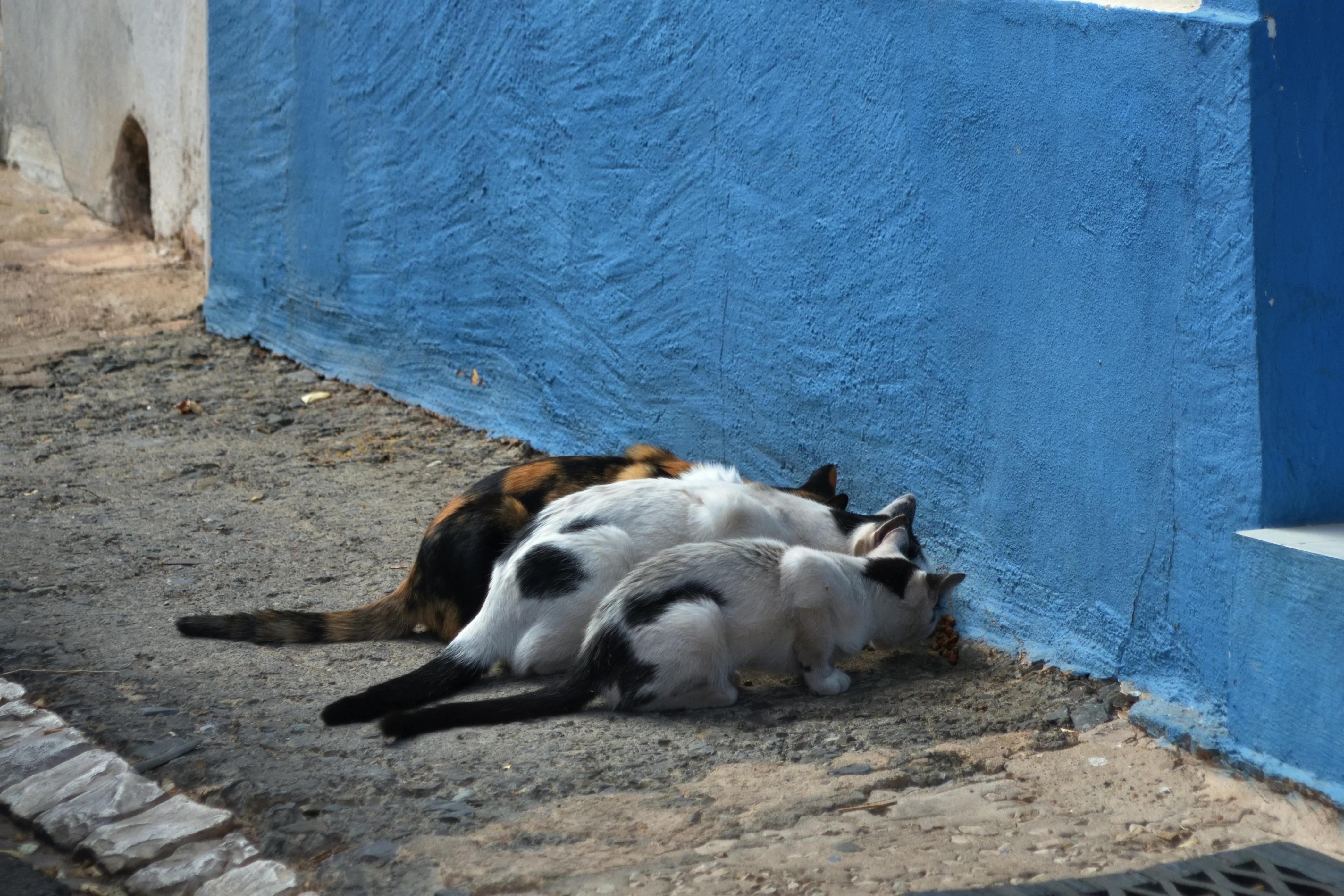 Cats Eating Beside a Wall · Free Stock Photo