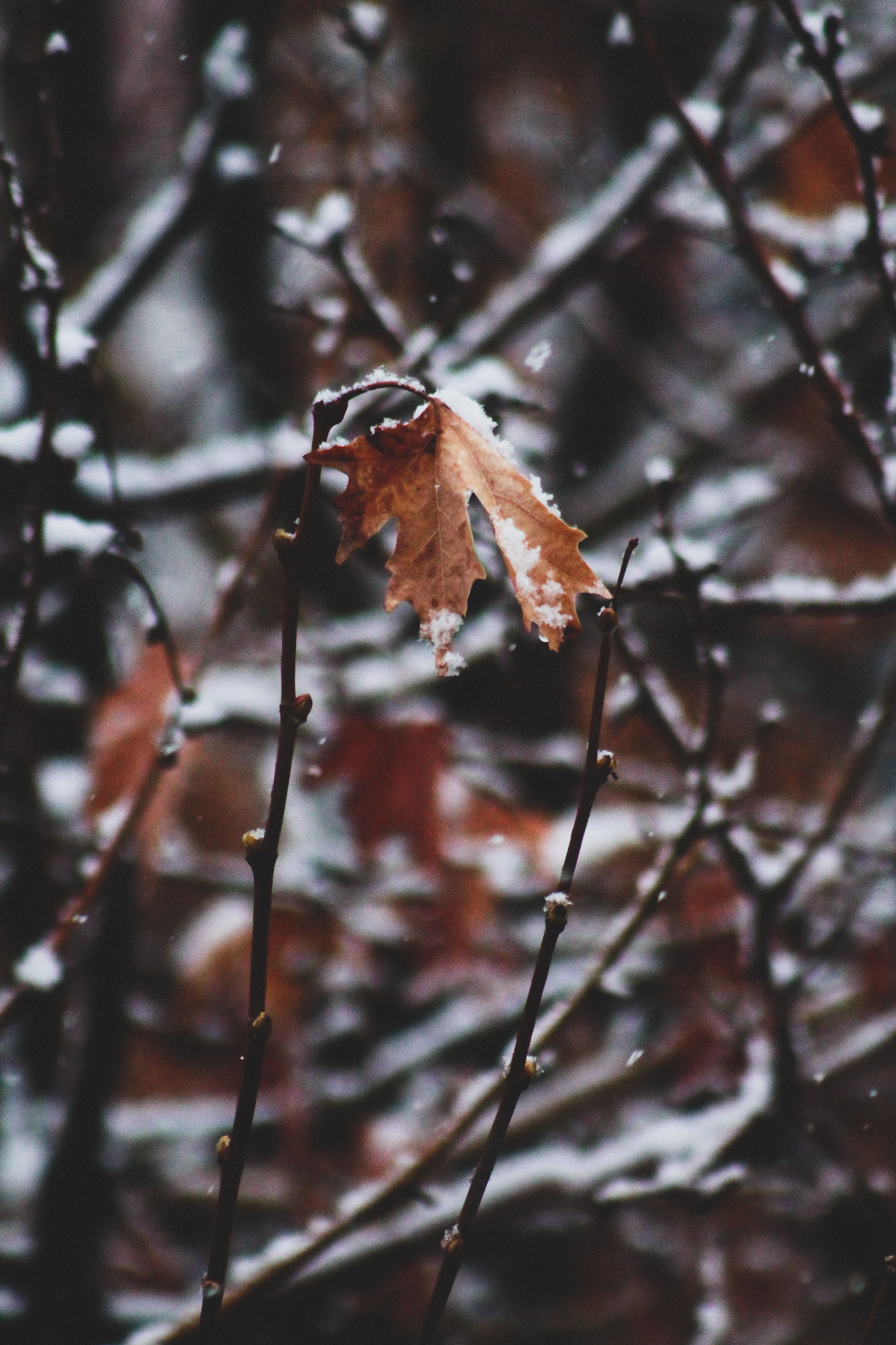 Dry Leaf on a Stem · Free Stock Photo