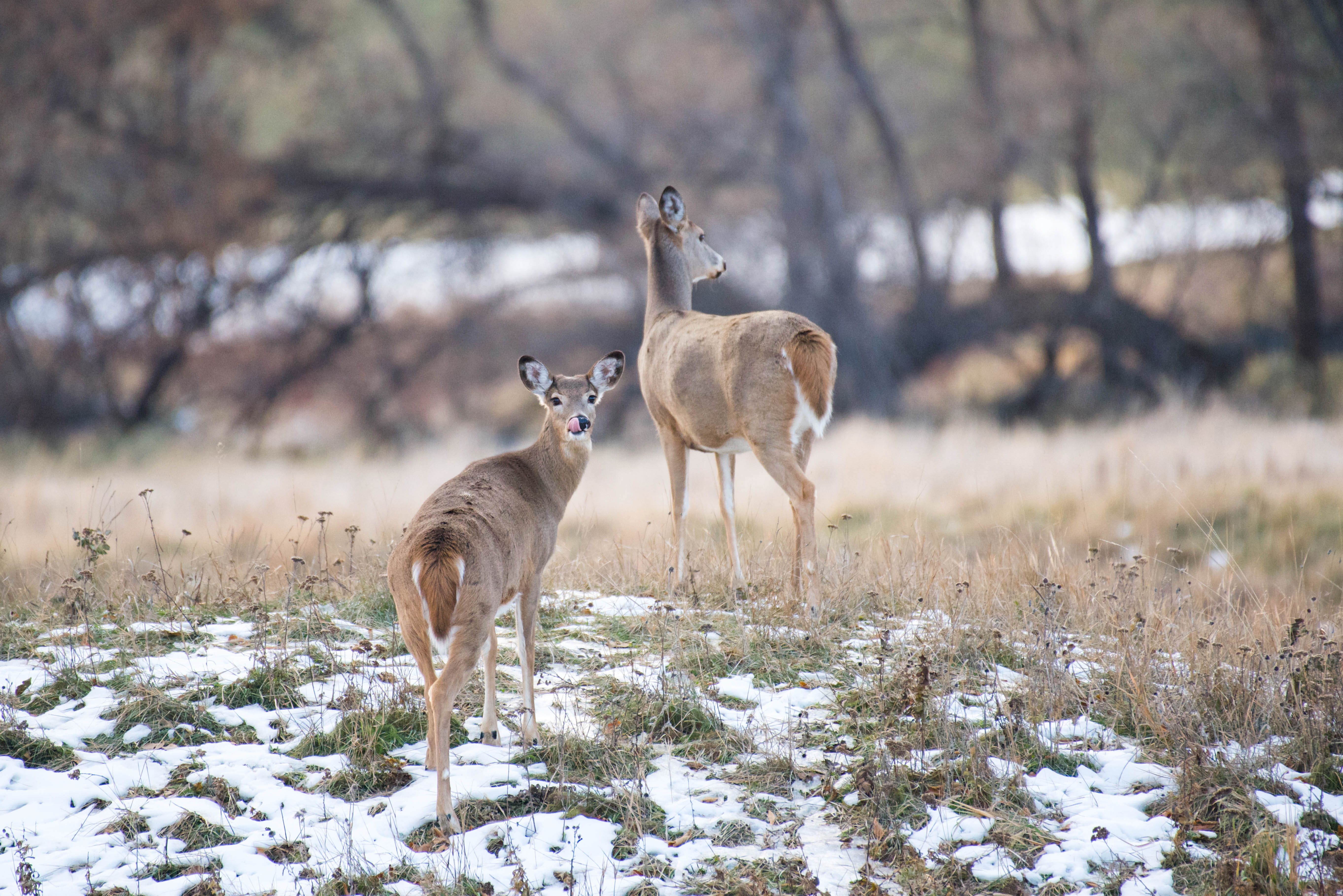Edited Sequence Of Animals Photos, Download The BEST Free Edited ...