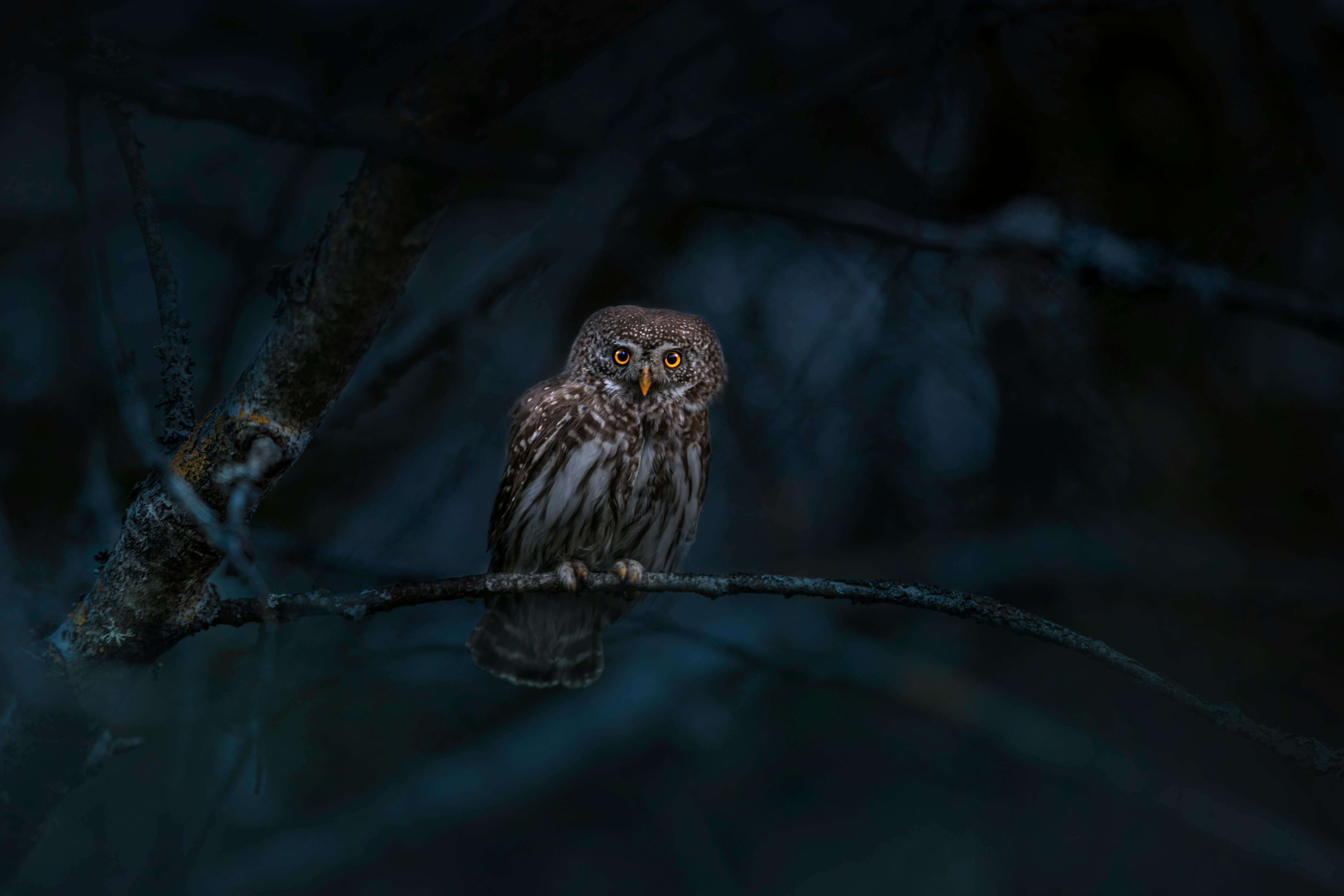 Owl Perched on Tree Branch · Free Stock Photo