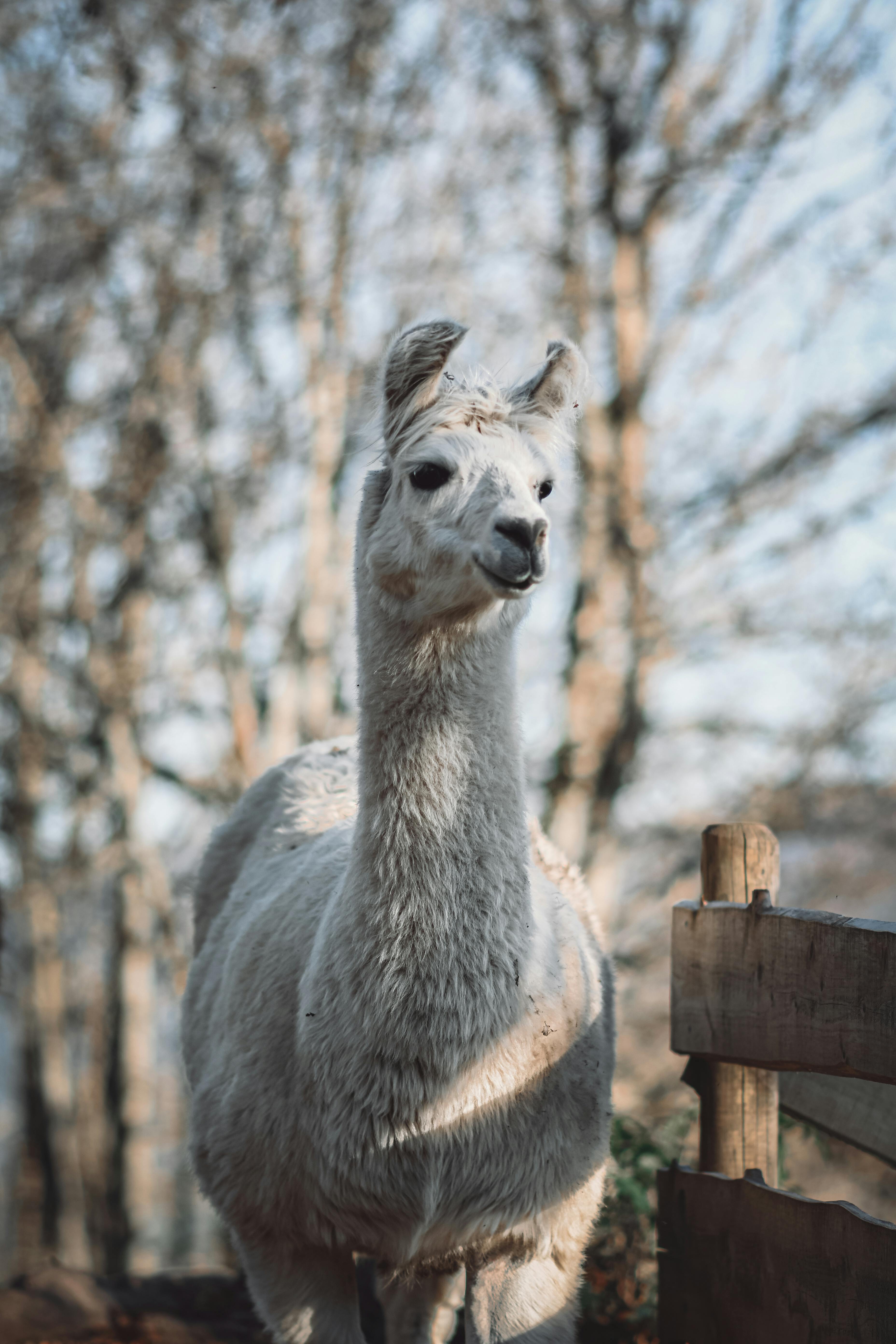 Portrait of Llama · Free Stock Photo